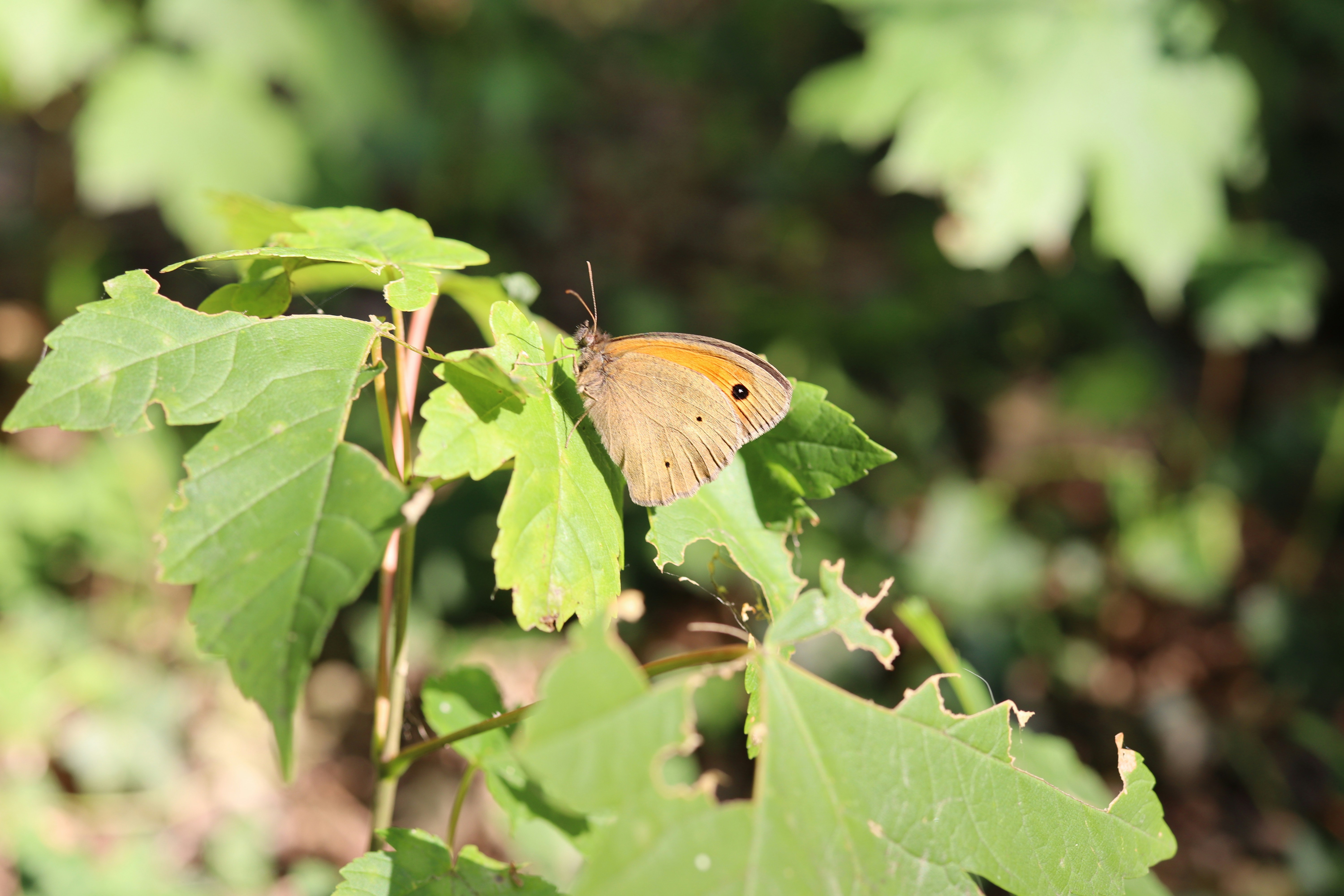 A butterfly rests delicately on vibrant green leaves, showcasing its intricate wing patterns in a serene woodland setting.