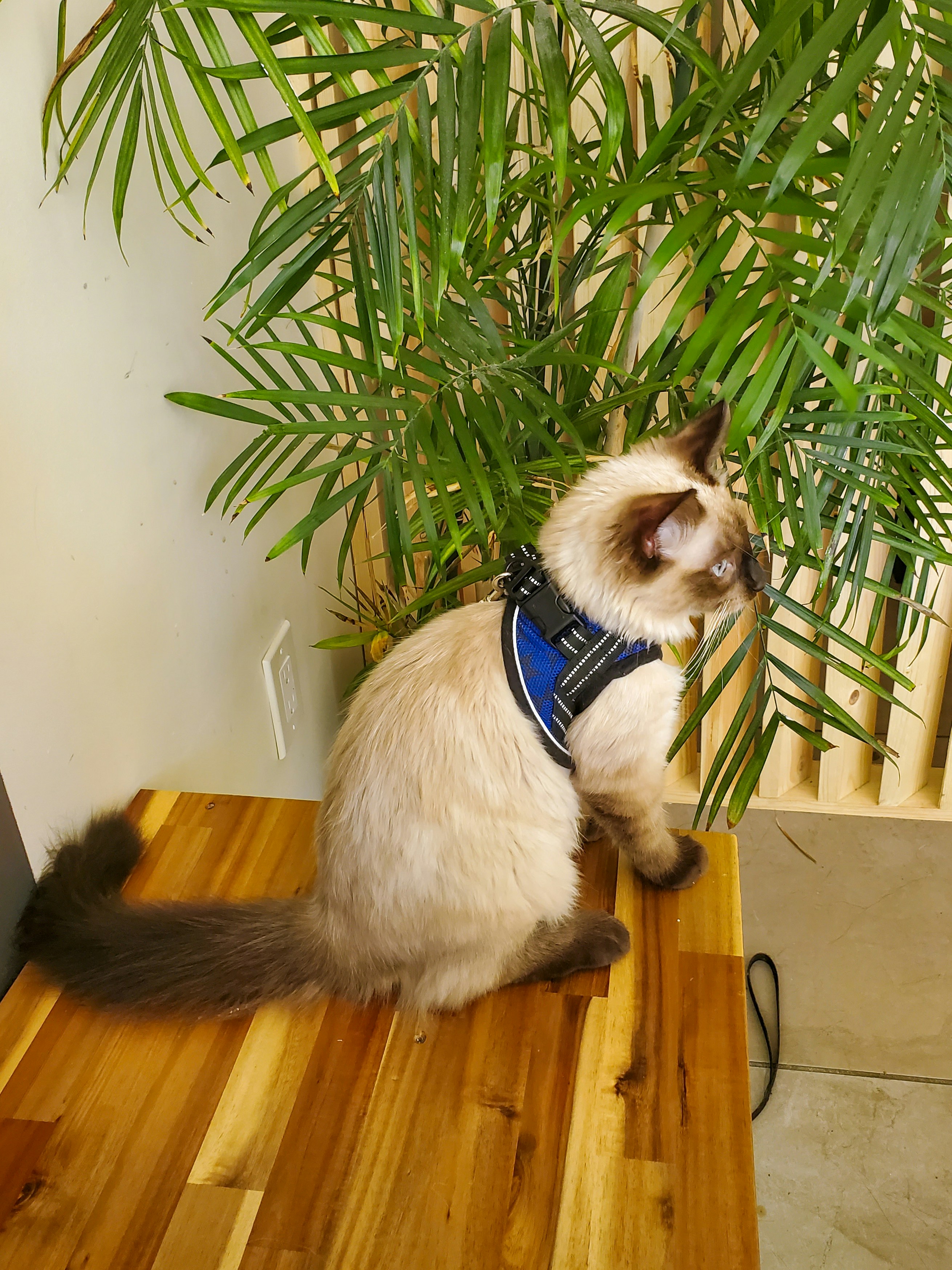Blue Harness on a Fluffy Indoor Cat Framed by Palm Leaves
