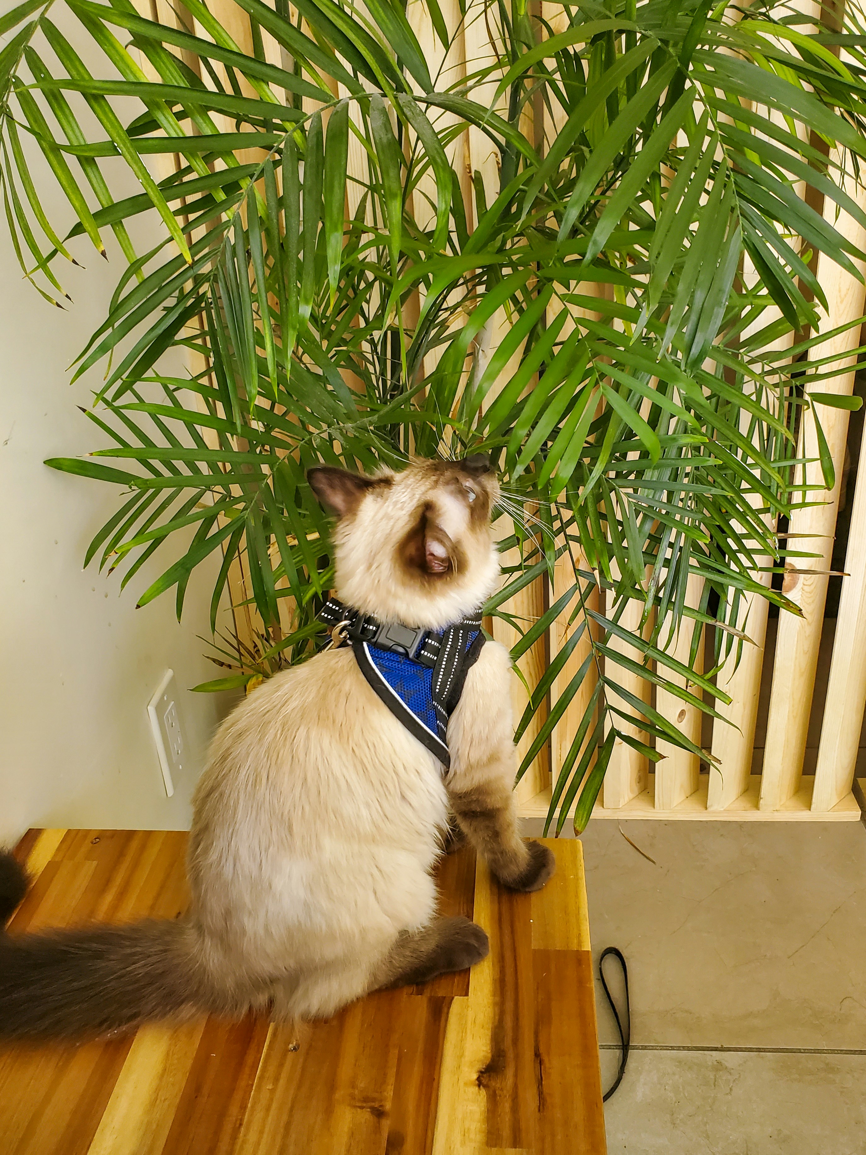Curiosity Among the Leaves