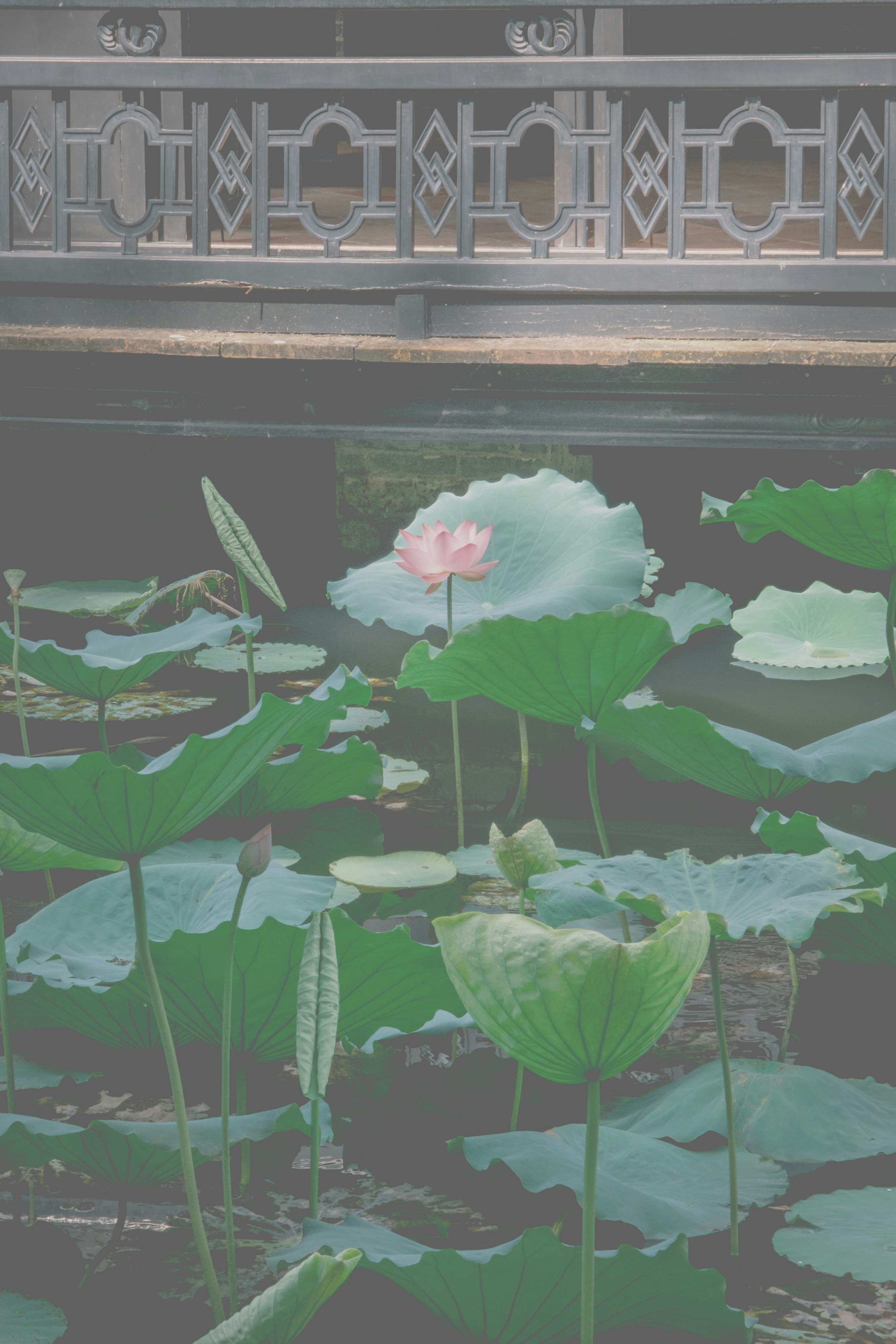 Pink Lotus Amid a Meadow of Leaves Beneath Ornate Railings