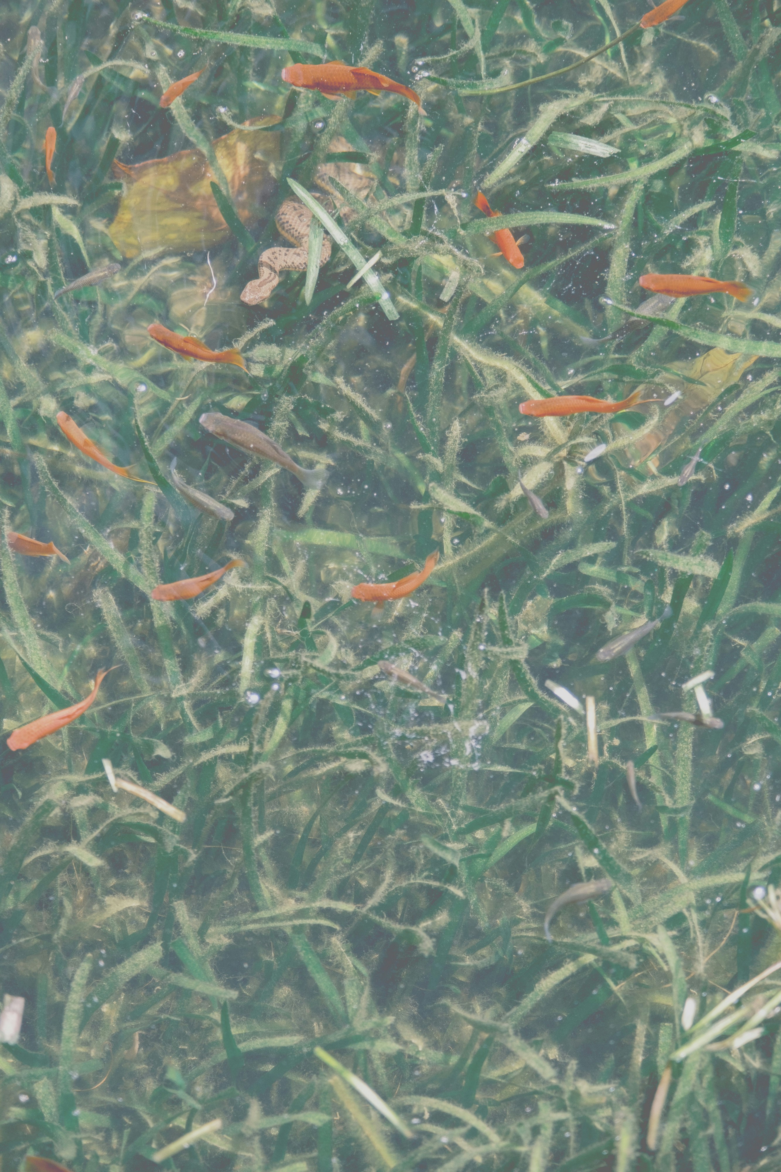 Aquatic Harmony: A Dance Beneath the Surface