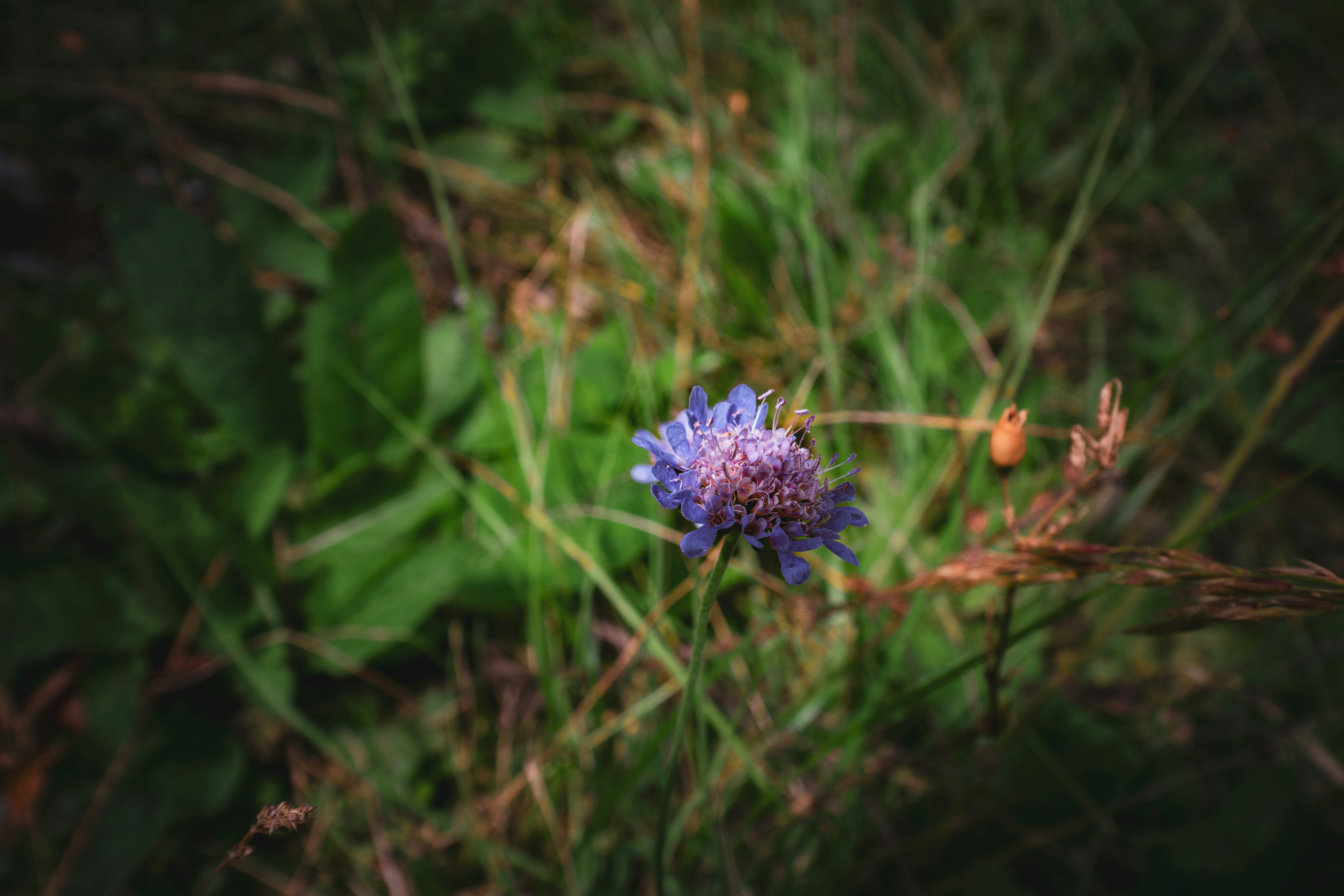 Whispers of Nature: A Blue Bloom Amidst Green