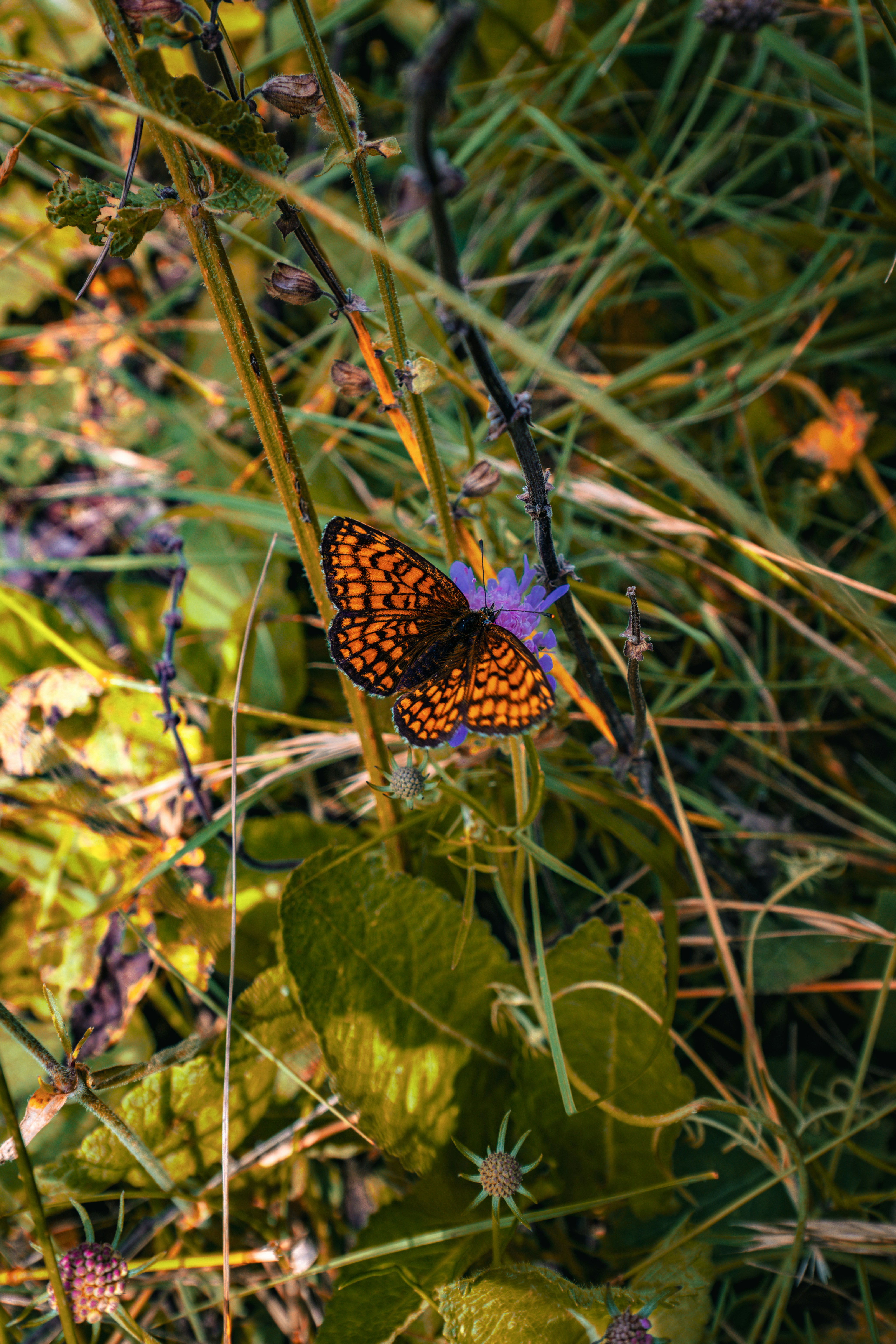 Nature's Delicate Dance: The Butterfly's Embrace