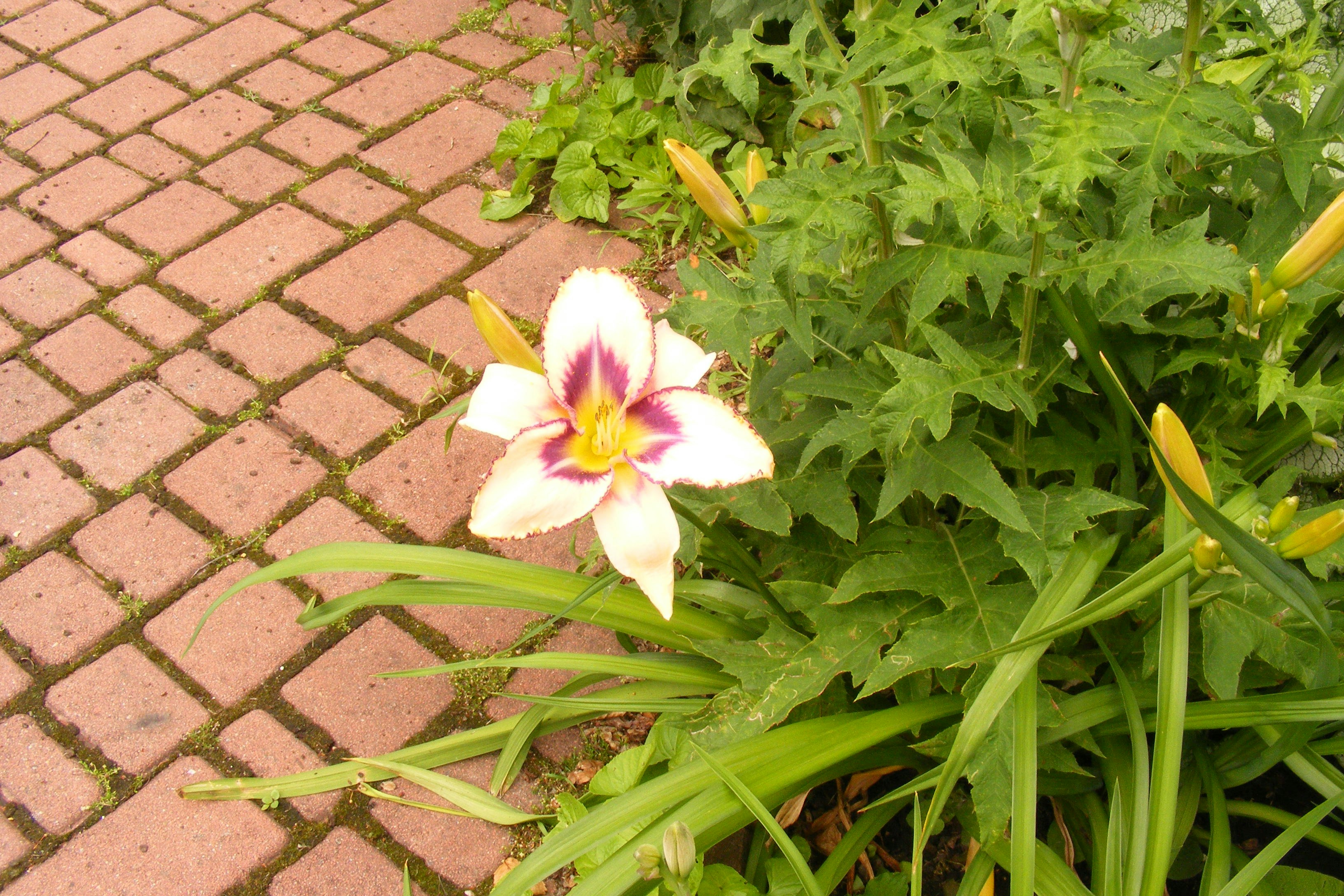 A beautiful lily blooms next to a brick pathway.