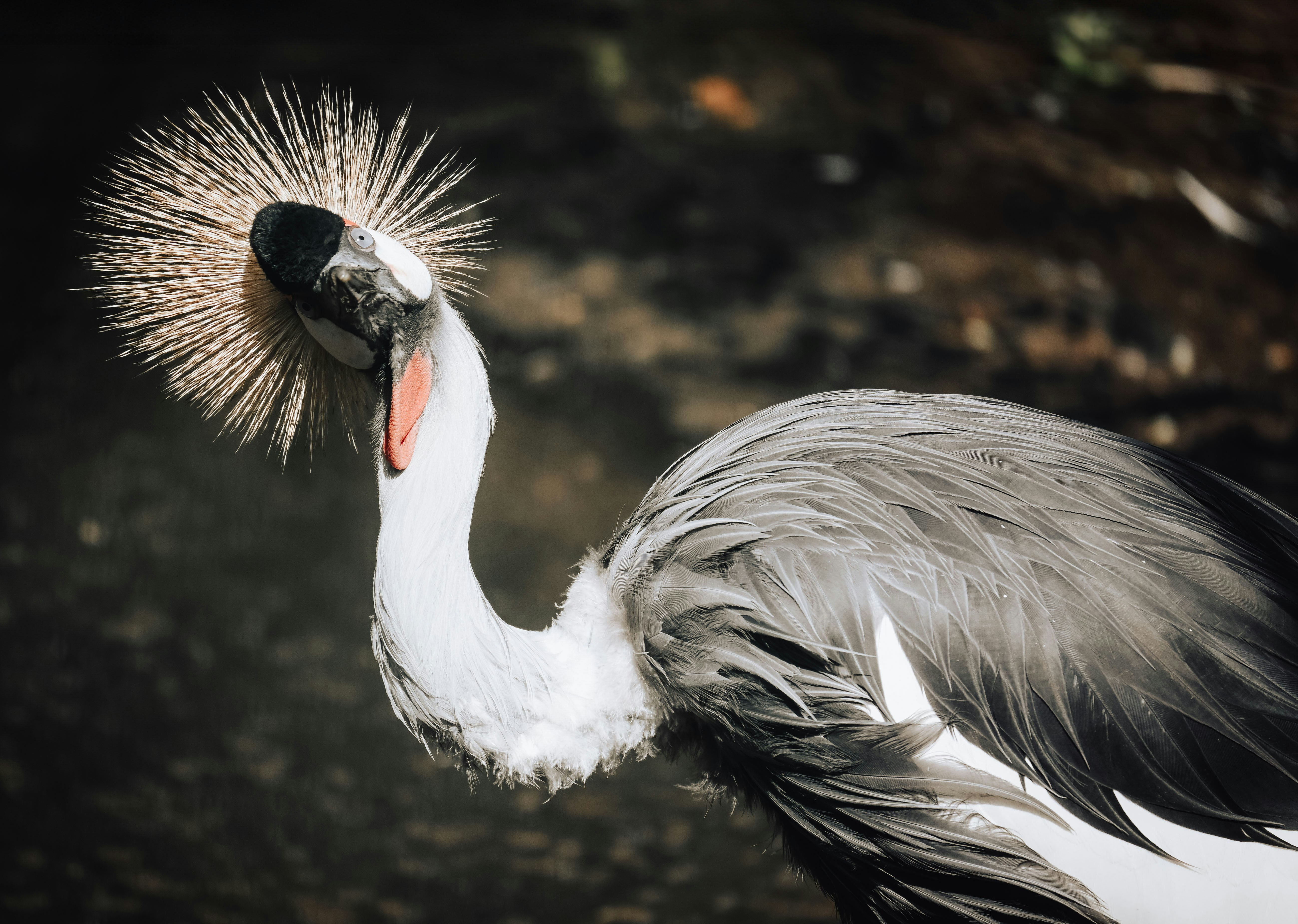 Crowned crane displaying its striking plumage and unique crest against a blurred dark background.