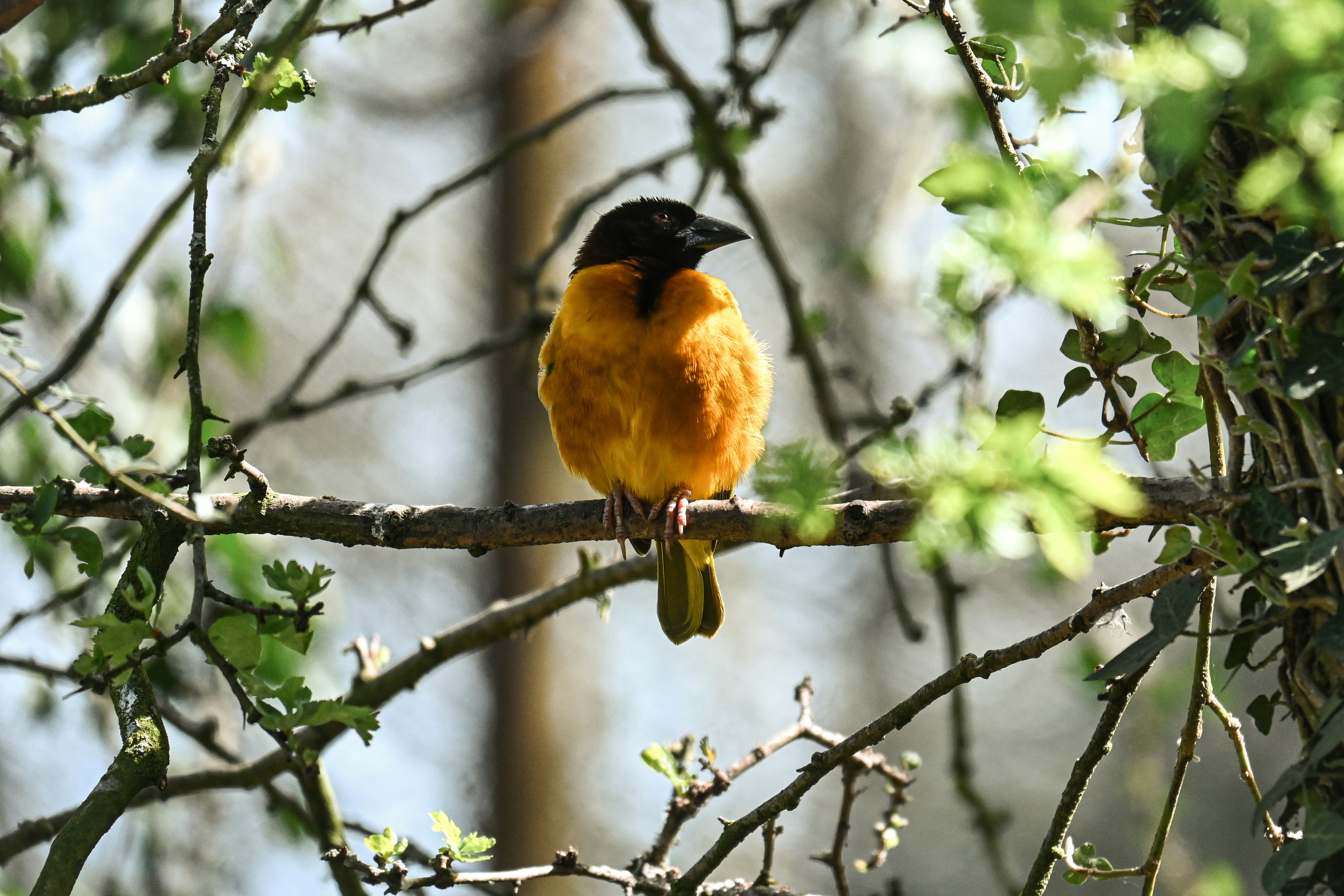 A bright bird sits on a tree branch.