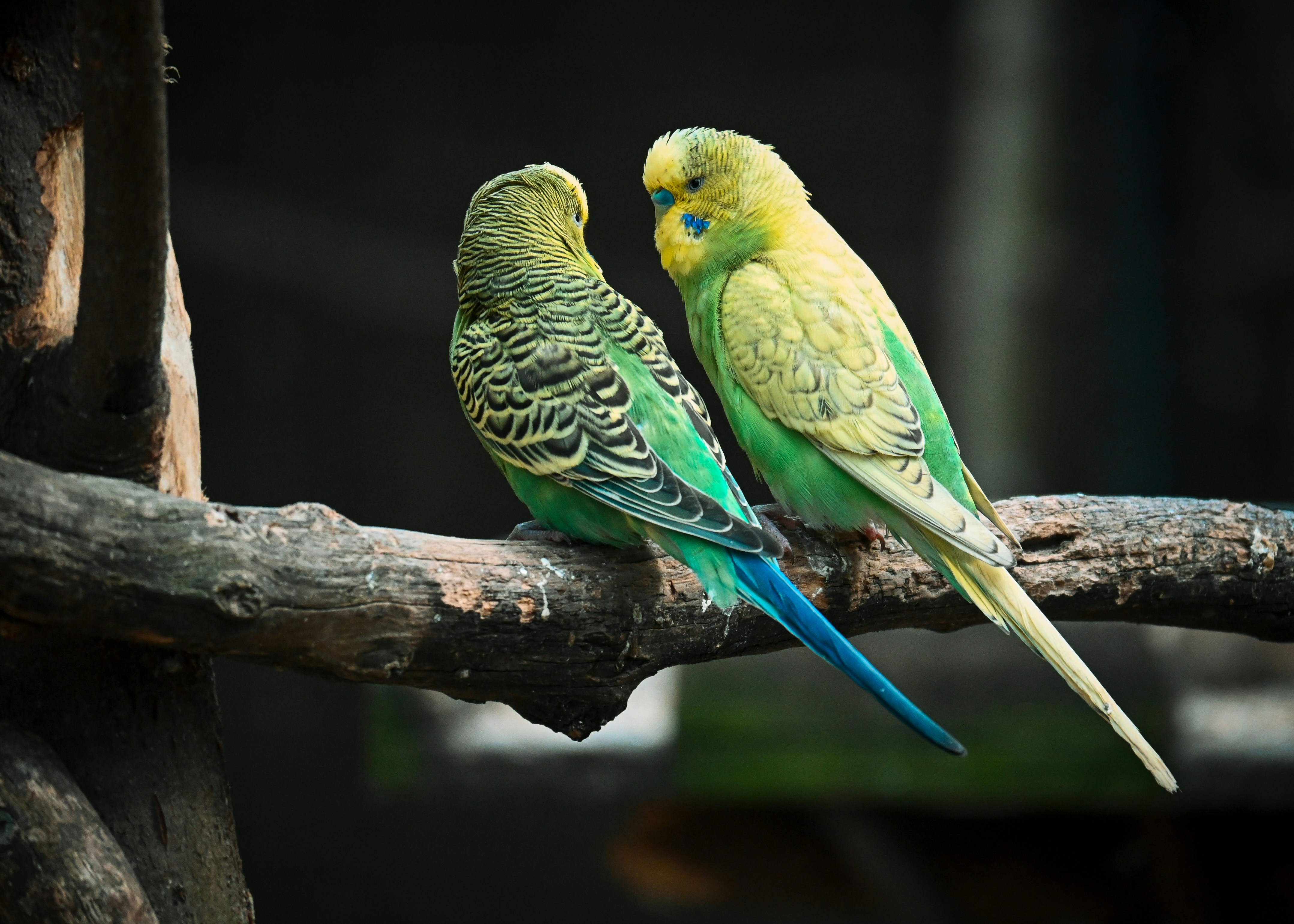 Two colorful parakeets are perched on a branch. photo – Free Bird Image ...