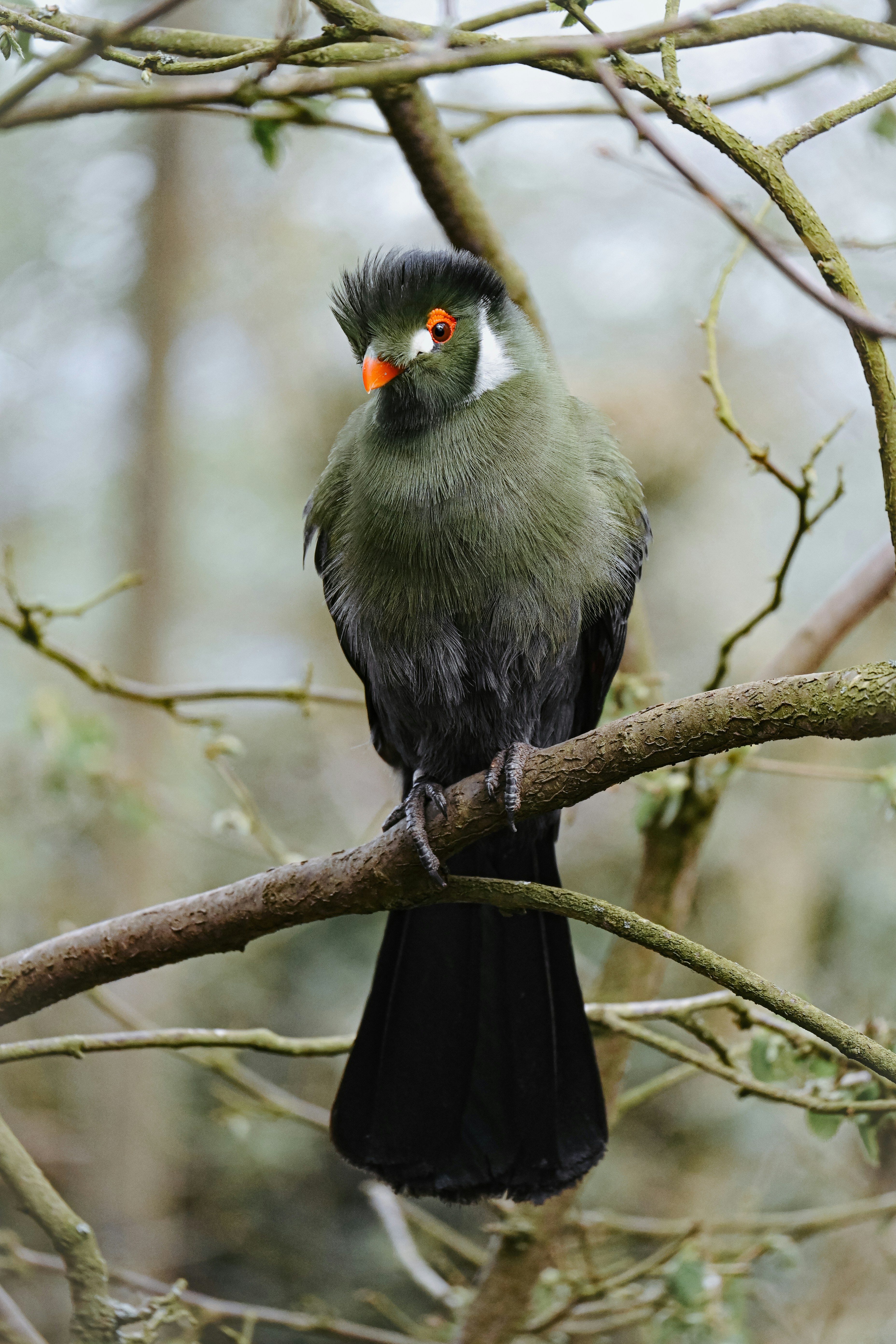 A green turaco perches on a tree branch.