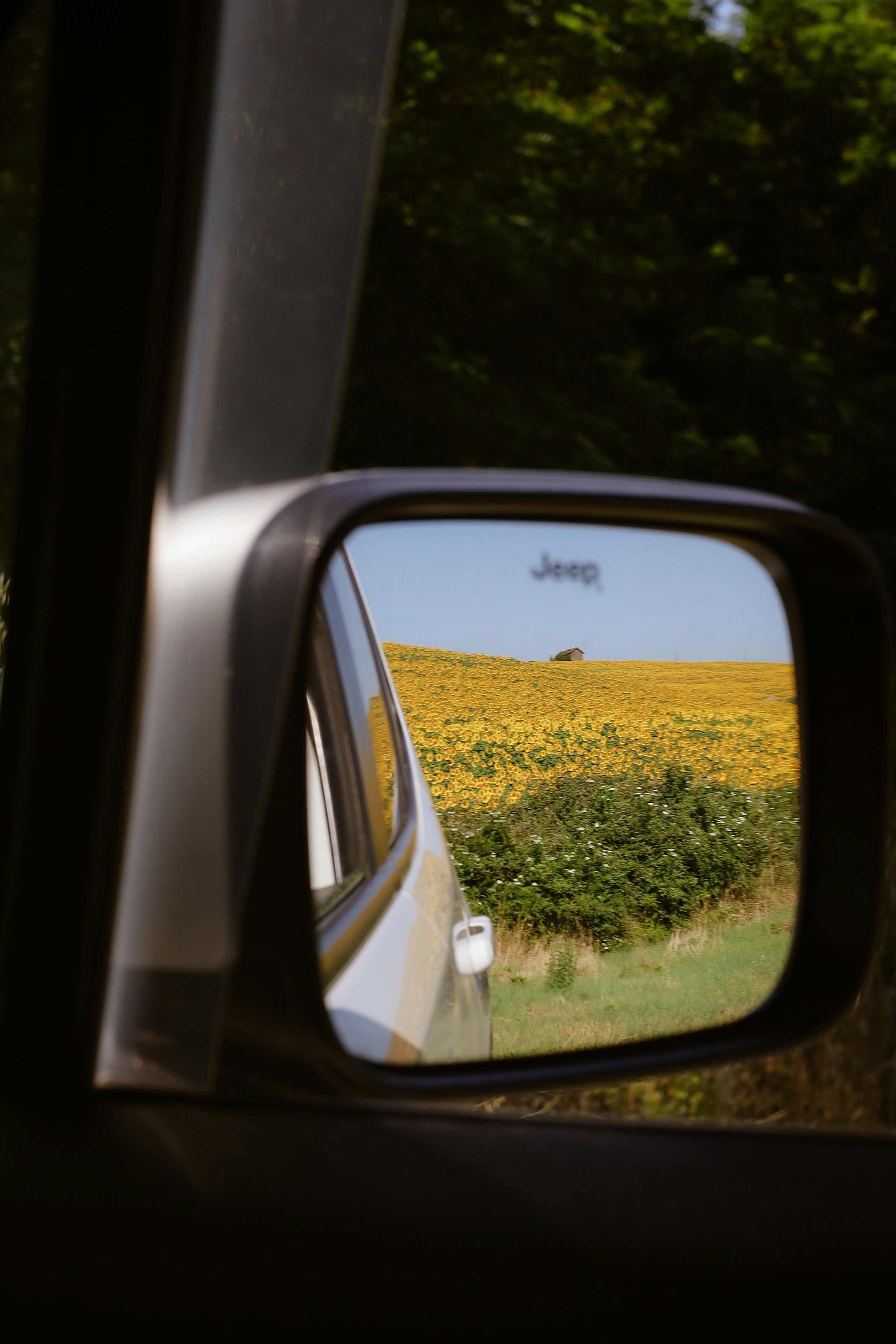 Reflections of a Sunlit Meadow