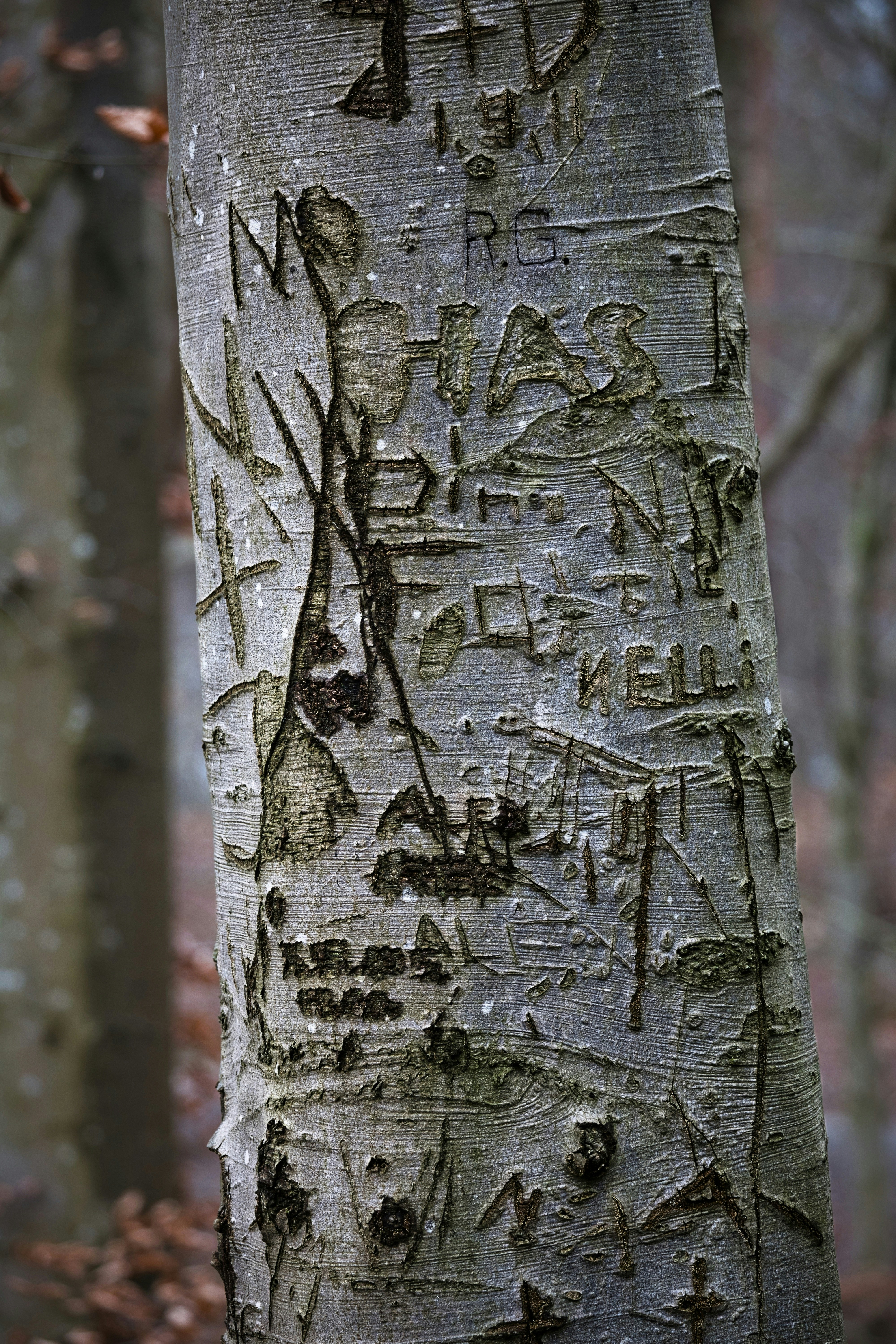 Echoes of Nature: The Story Carved in Bark