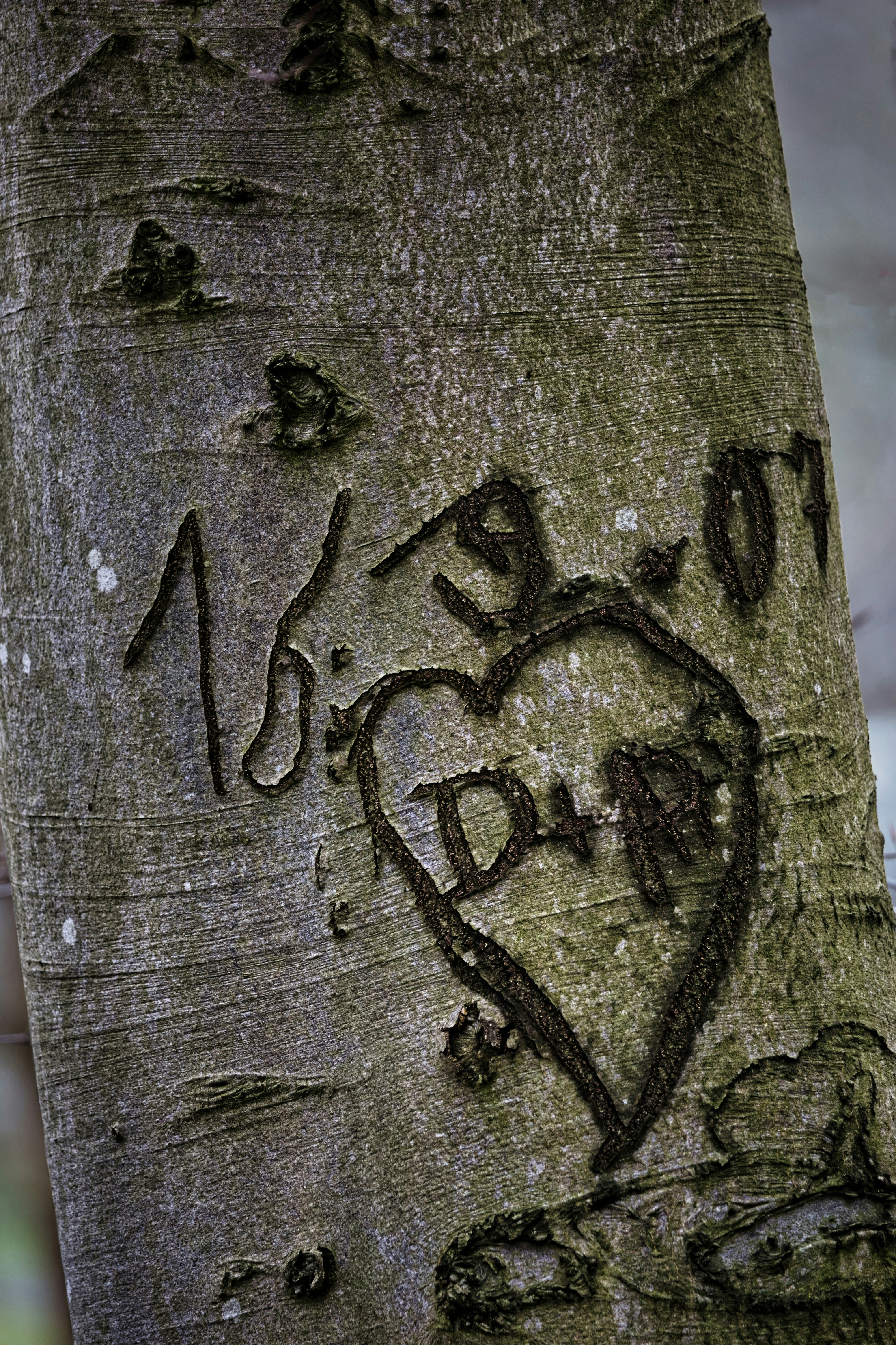 Timeless Affection Carved in Nature