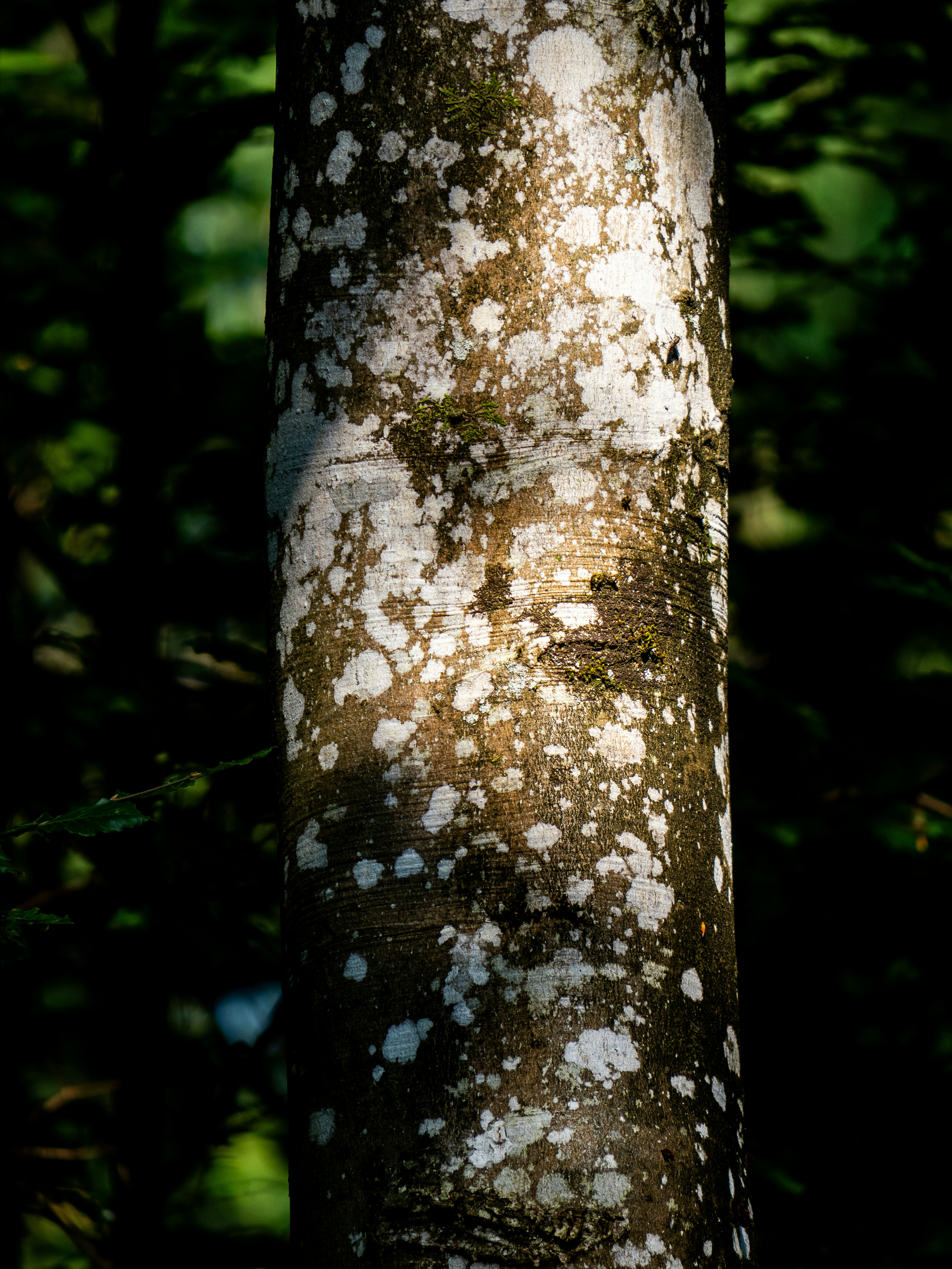 Close-up of a tree trunk showcasing unique patterns created by lichen and moss in dappled sunlight.