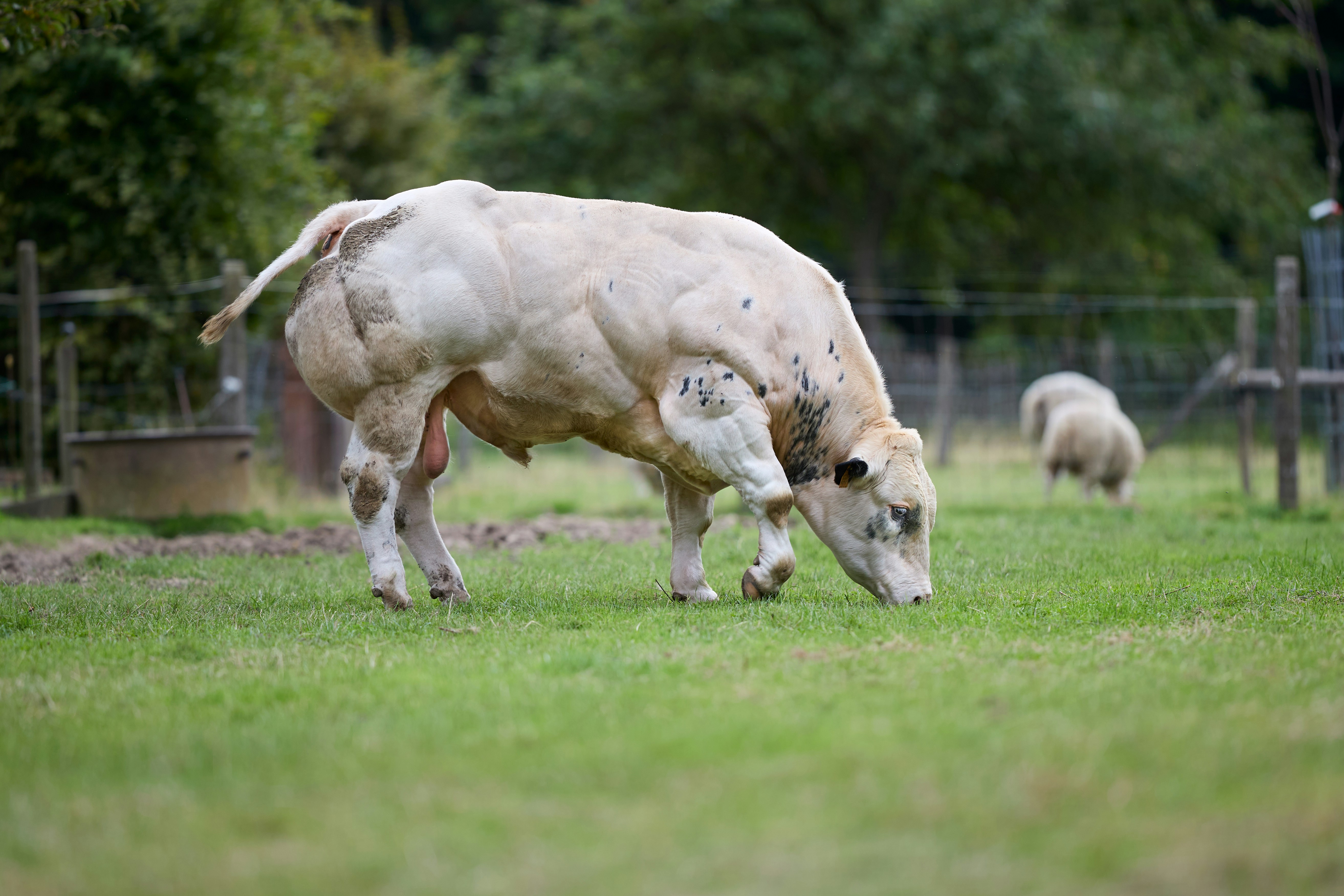 A massive, muscular Belgian Blue bull grazes peacefully on lush green grass in a farm pasture, showcasing its impressive and powerful physique. | A muscular bull graizes in a green field.