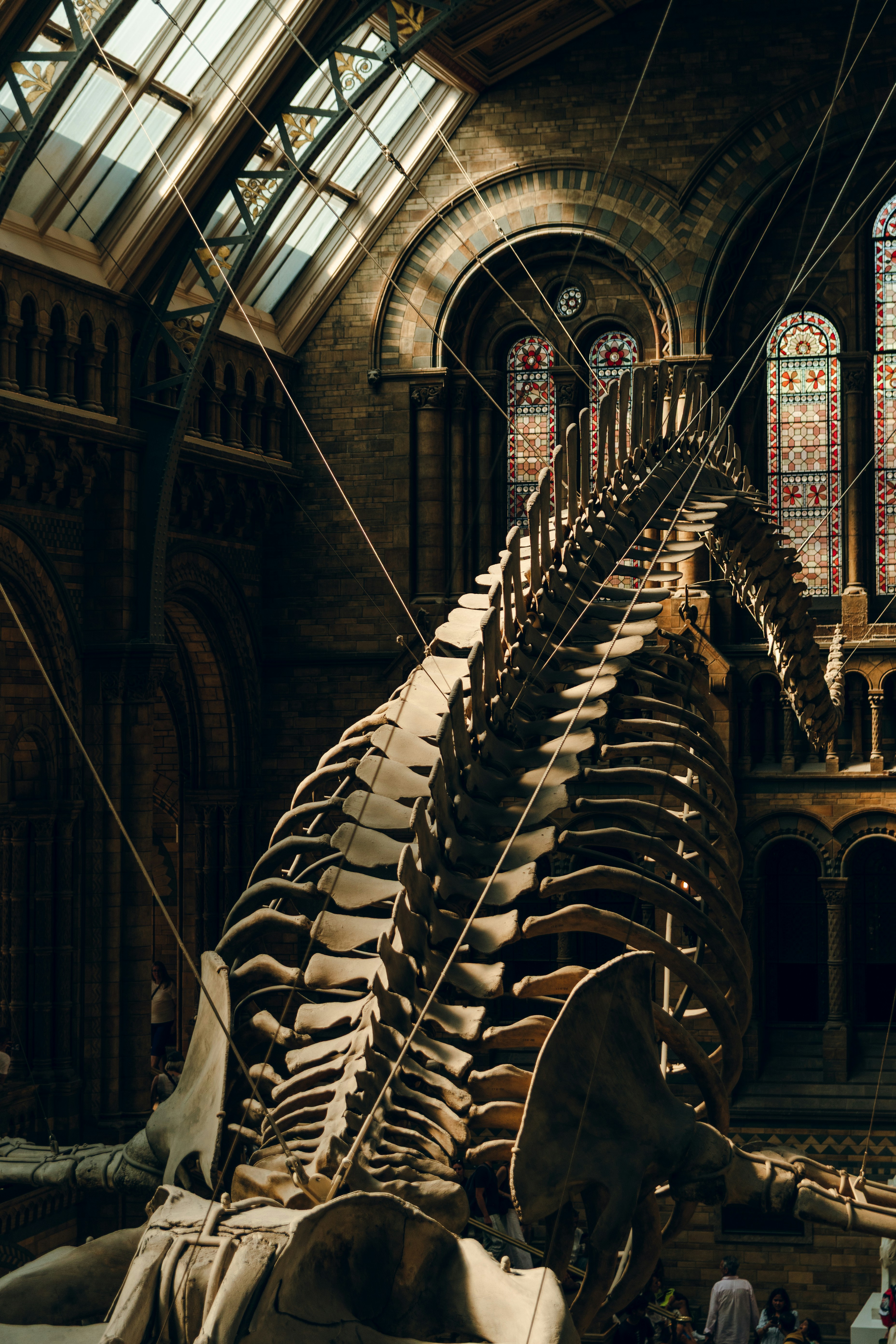 A whale skeleton hangs inside a museum. photo – Free Architecture Image ...