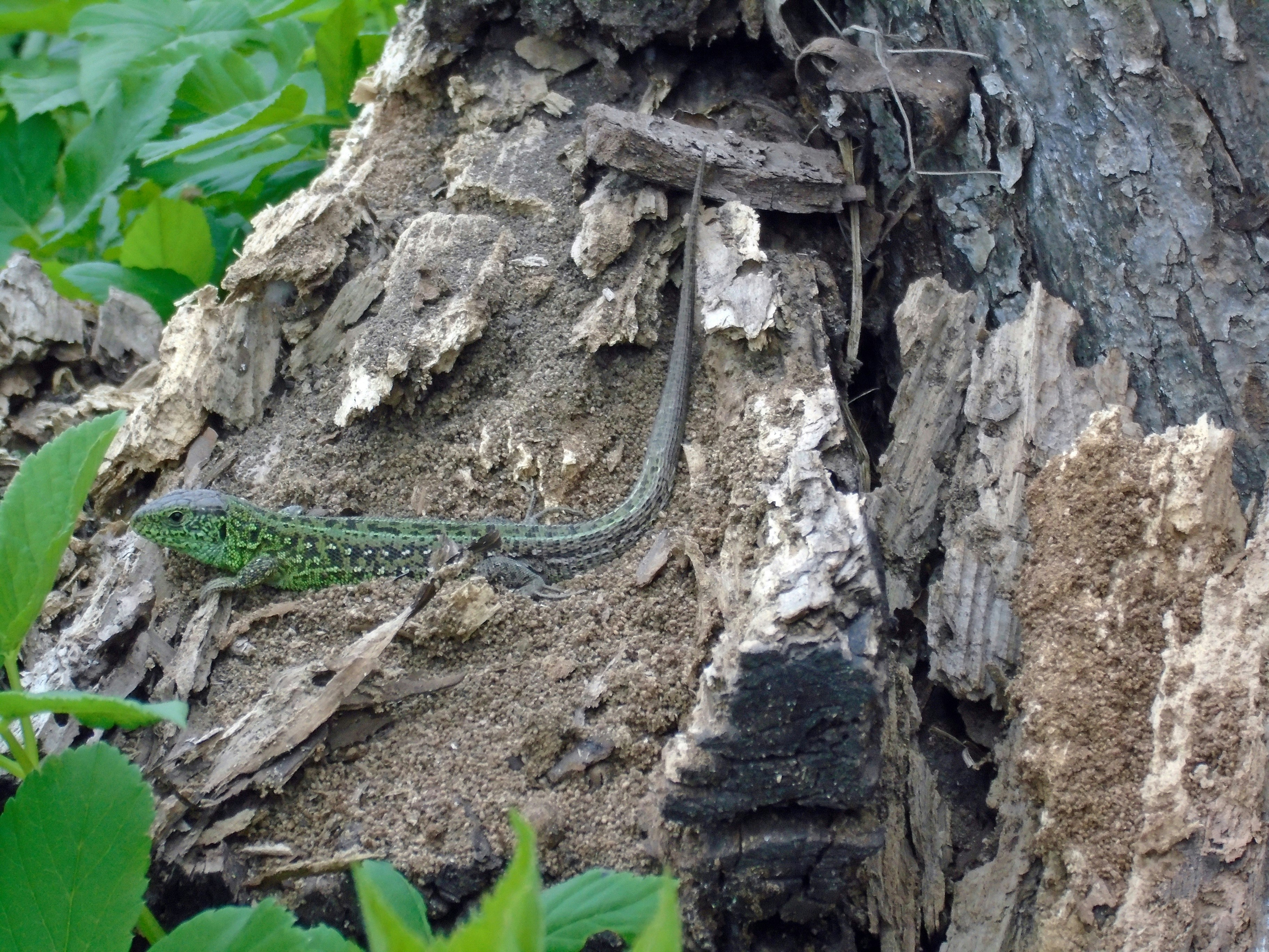Nature's Camouflage: The Lizard's Hideaway