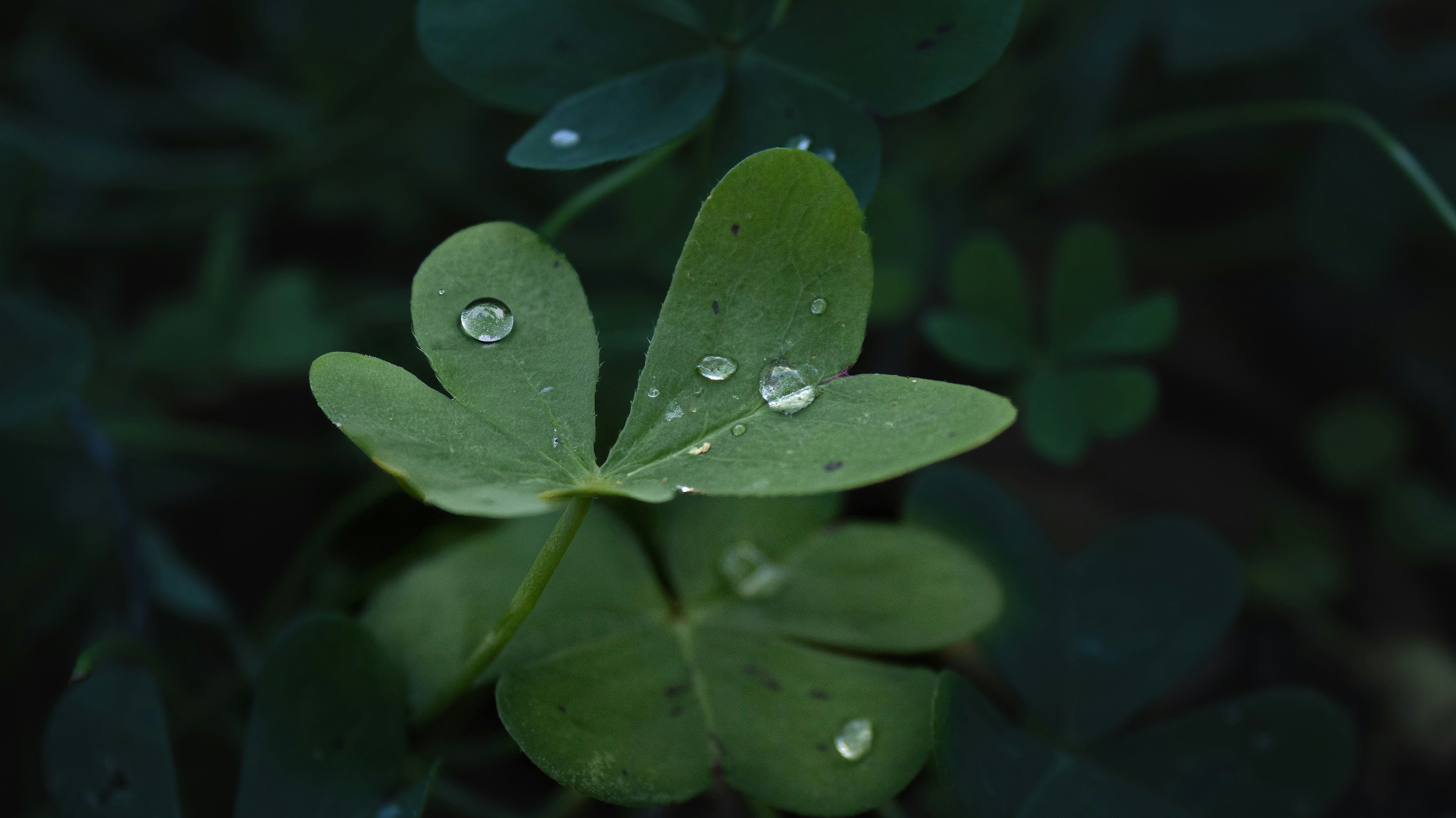 Photo by Maria Ernesto with Canon EOS 1300D