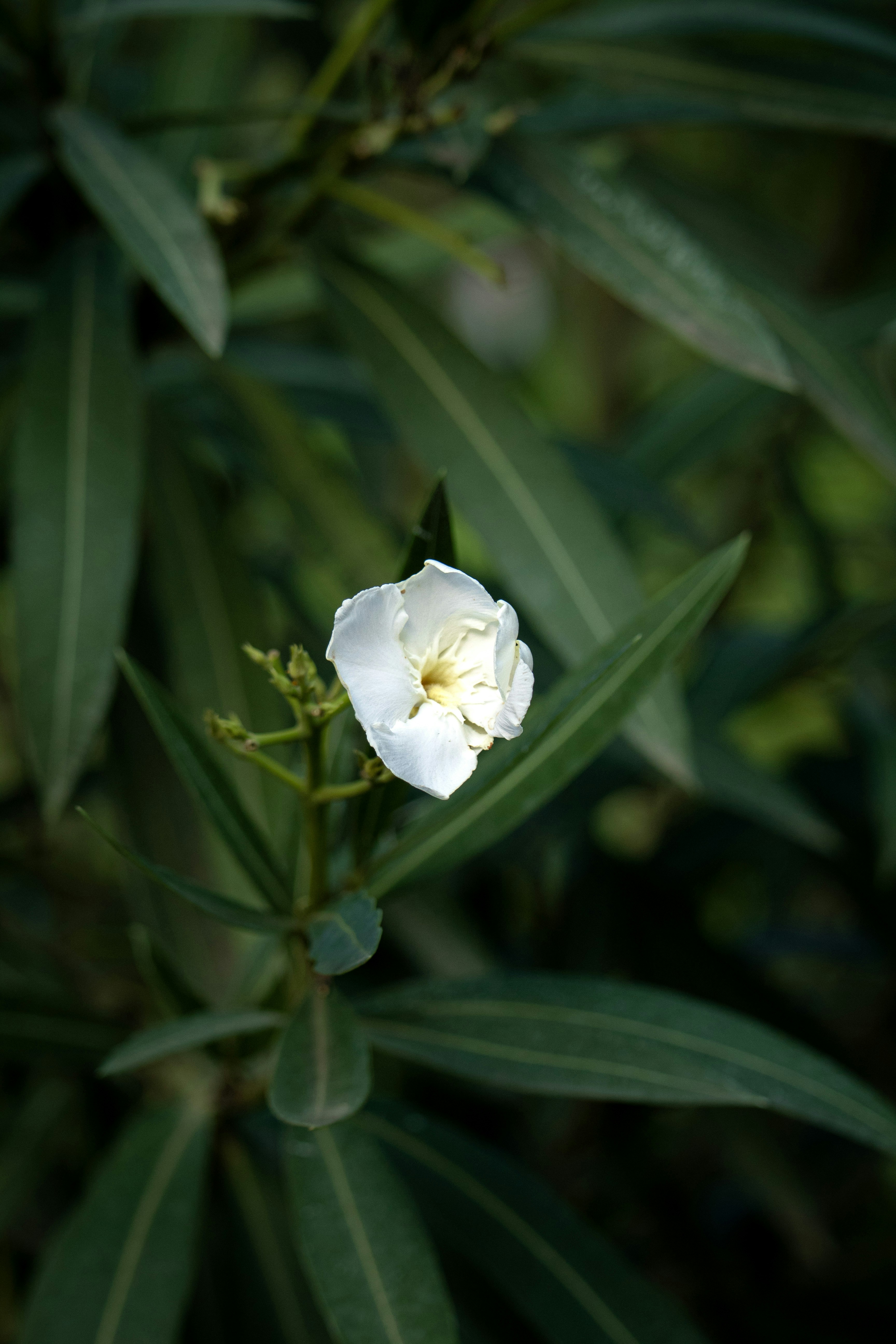 A white flower blooms amidst green leaves.