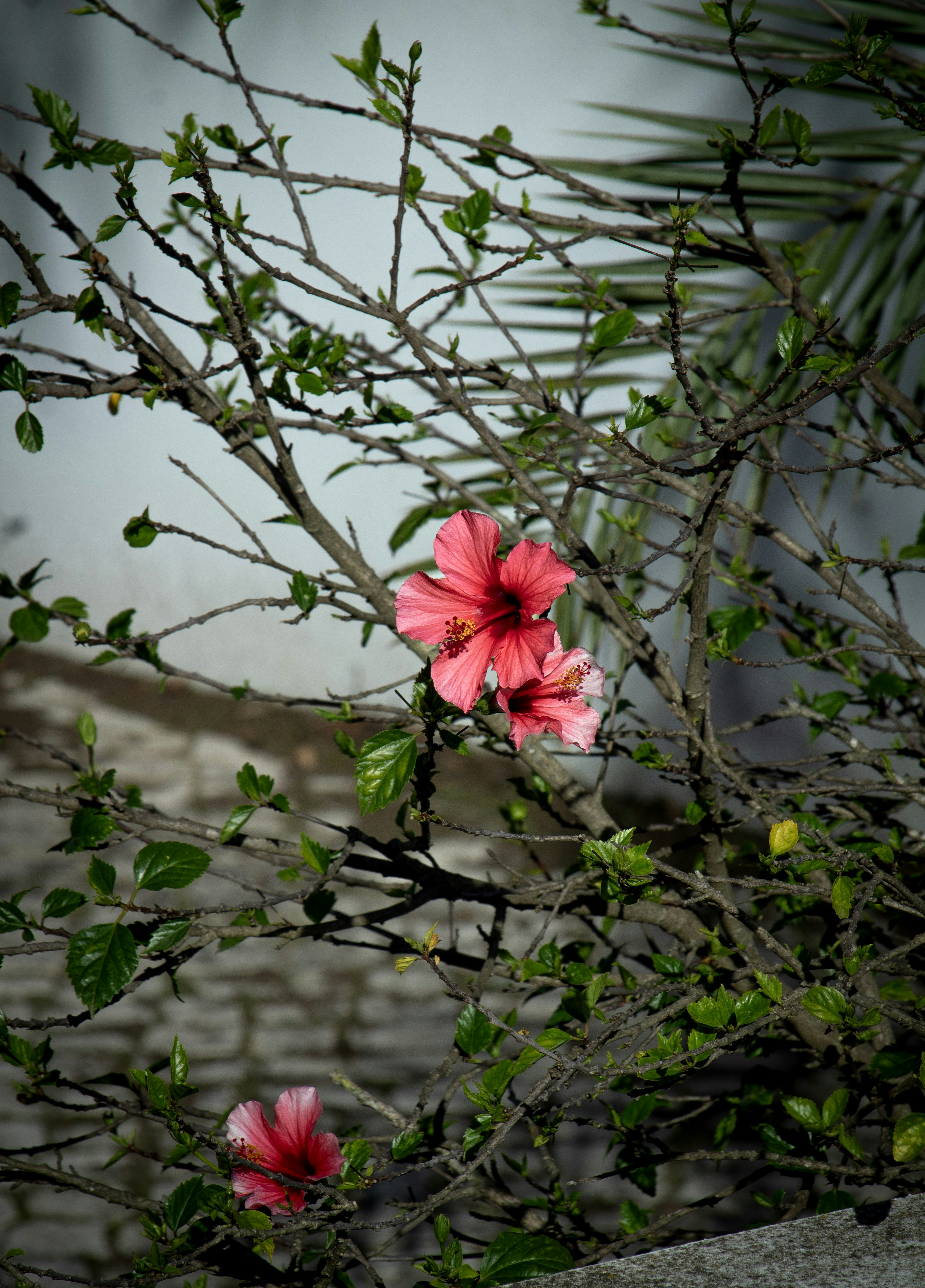 Pink Hibiscus Blooming Through Thorny Veins