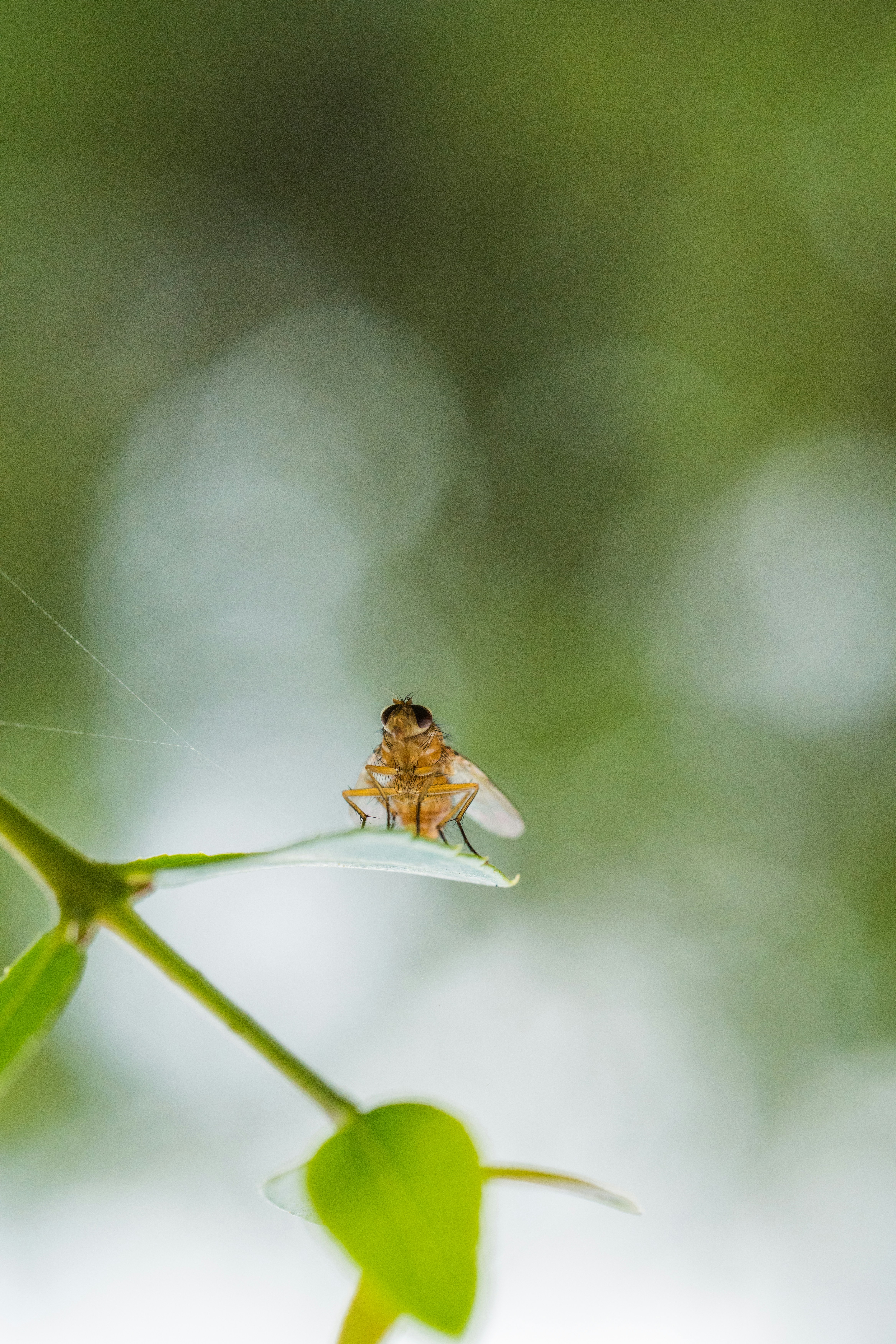 A fly rests on a green leaf.