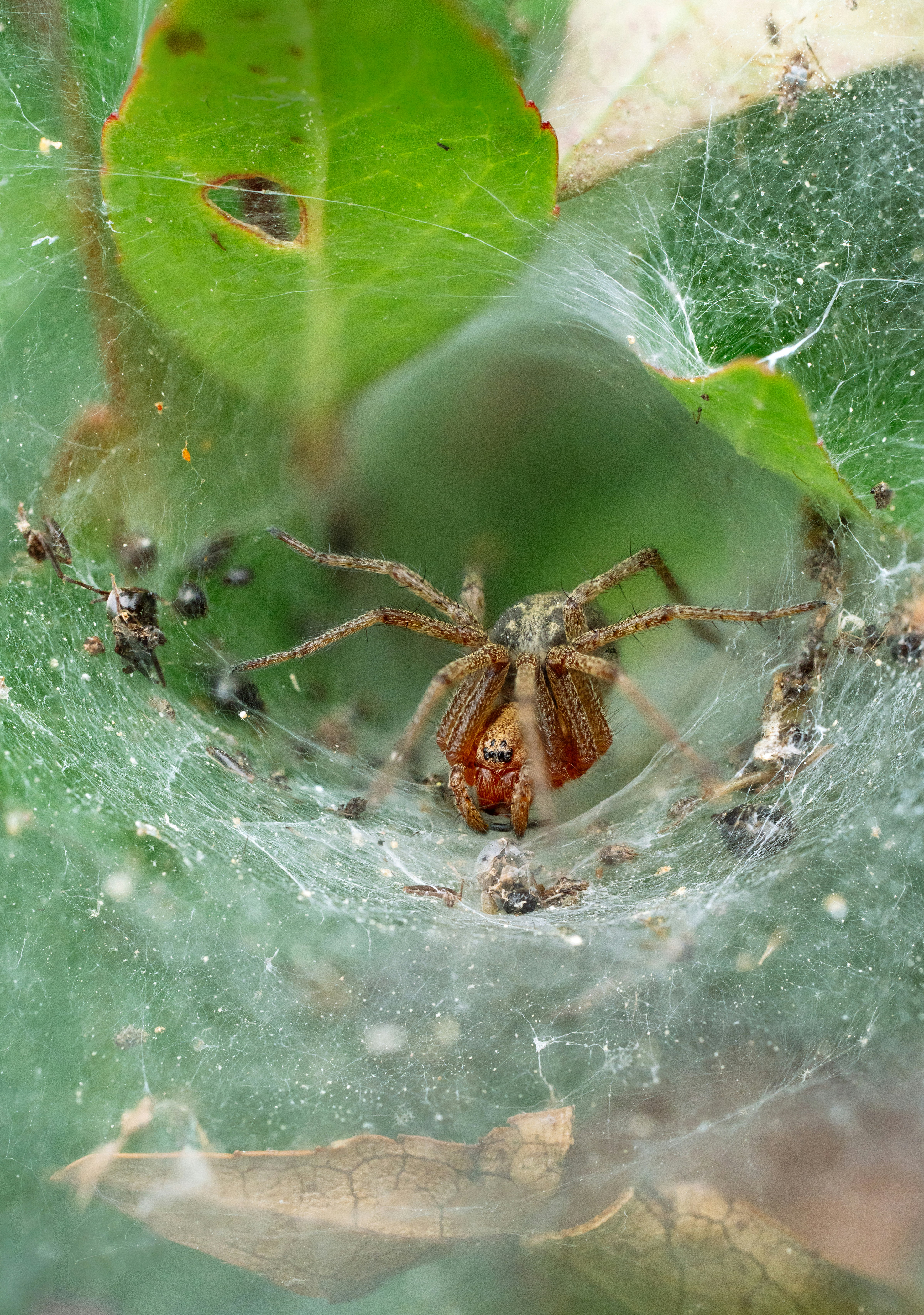 A spider sits in its web, waiting.
