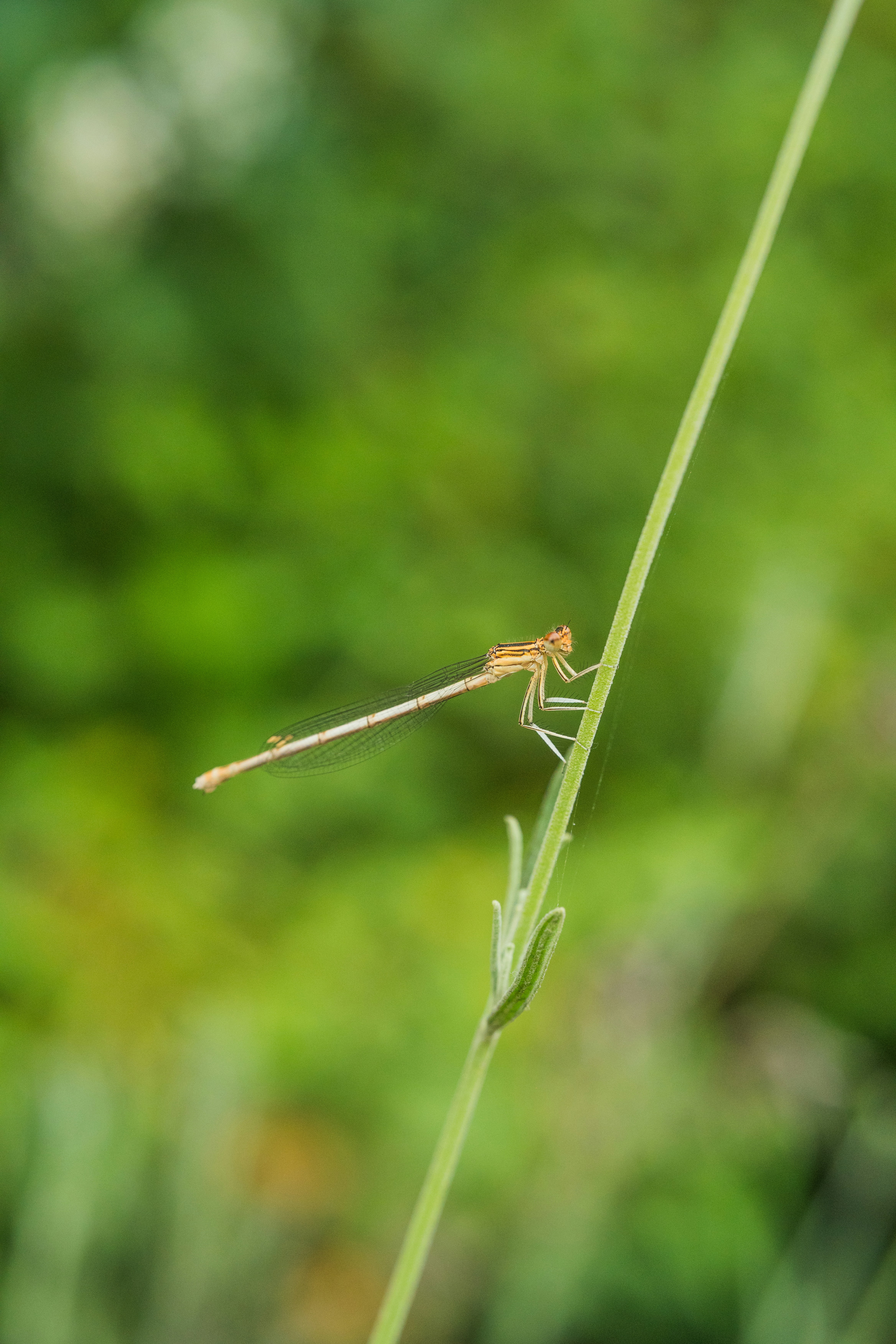 Amber Damselfly on a Grass Stem, Velvet Meadow Backdrop