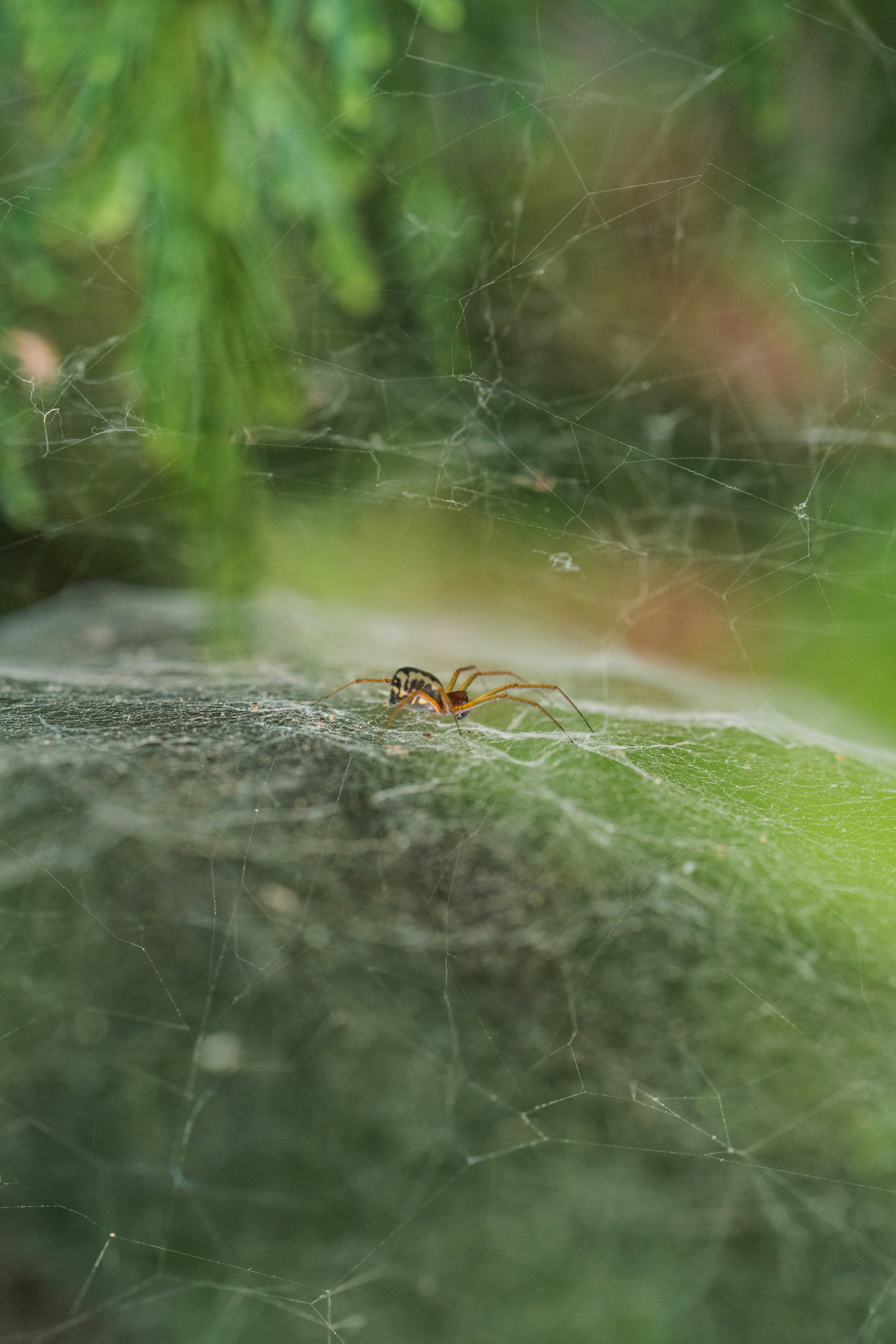 Orb-Weaver on a Mossy Stage: Threads Span a Quiet Green