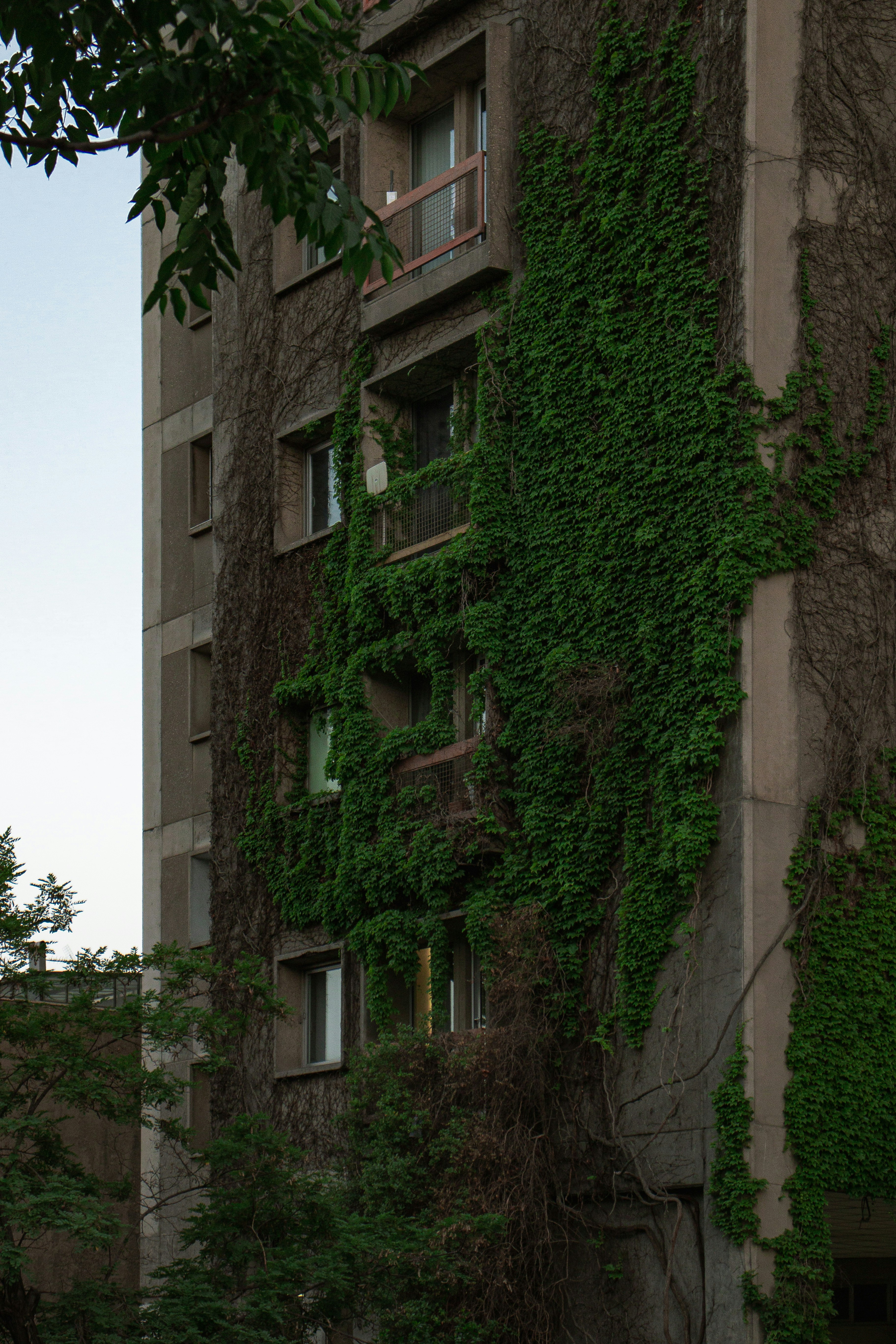 Surrounded by plants | Ivy grows up the side of a building.