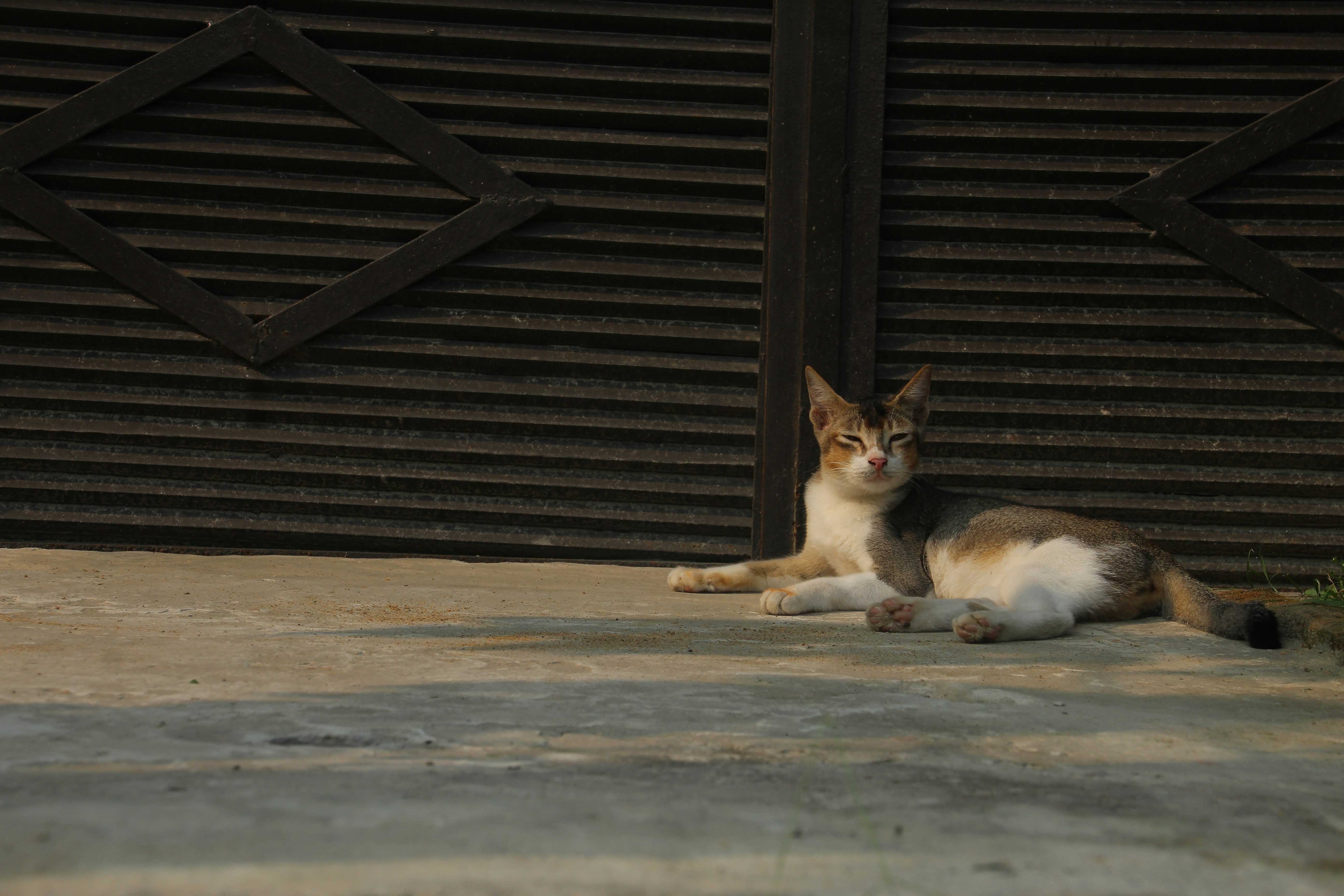 A relaxed cat lounging on a concrete surface in front of a textured metal gate, basking in the afternoon light.