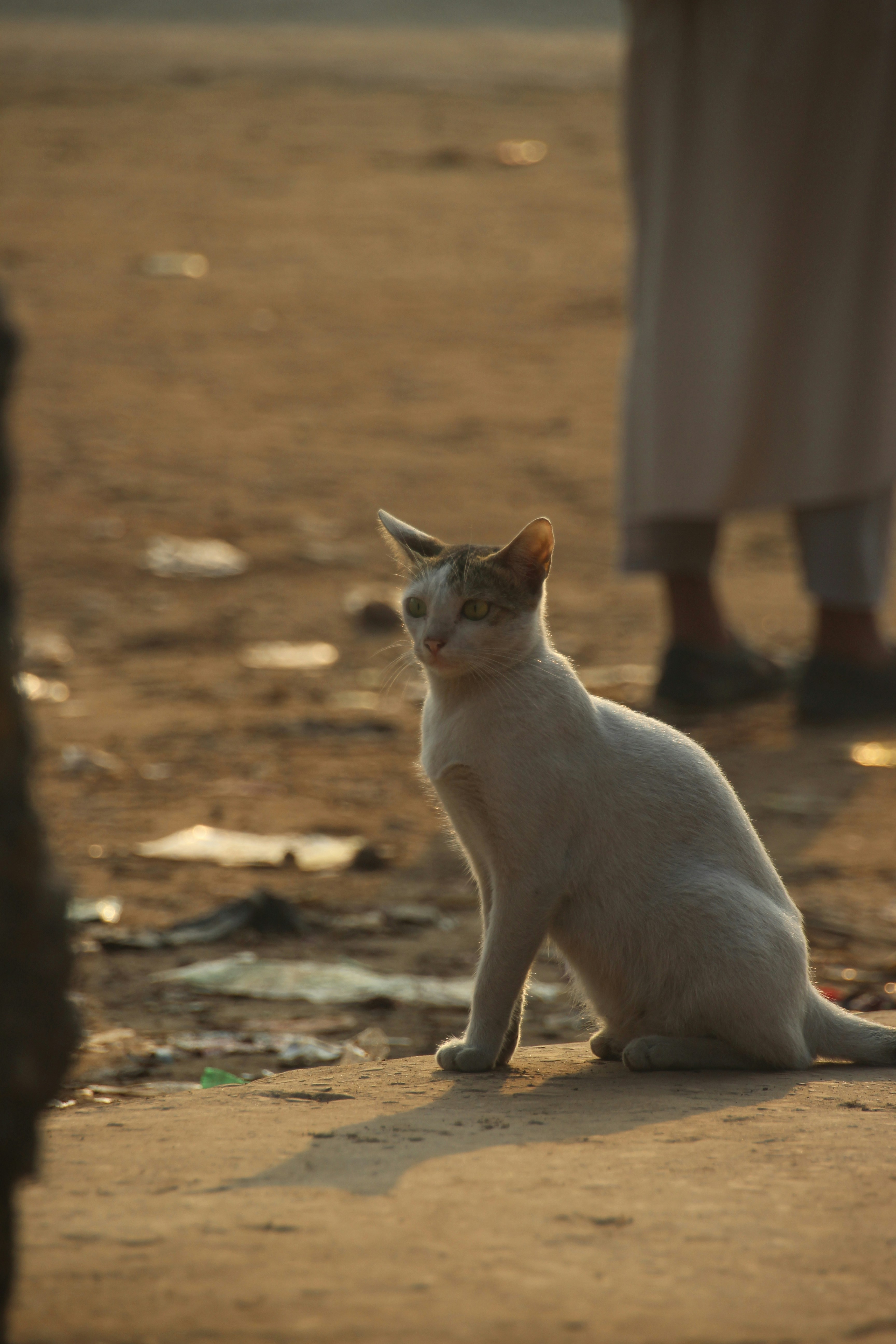Sunlit Cat in a Quiet Dusty Street
