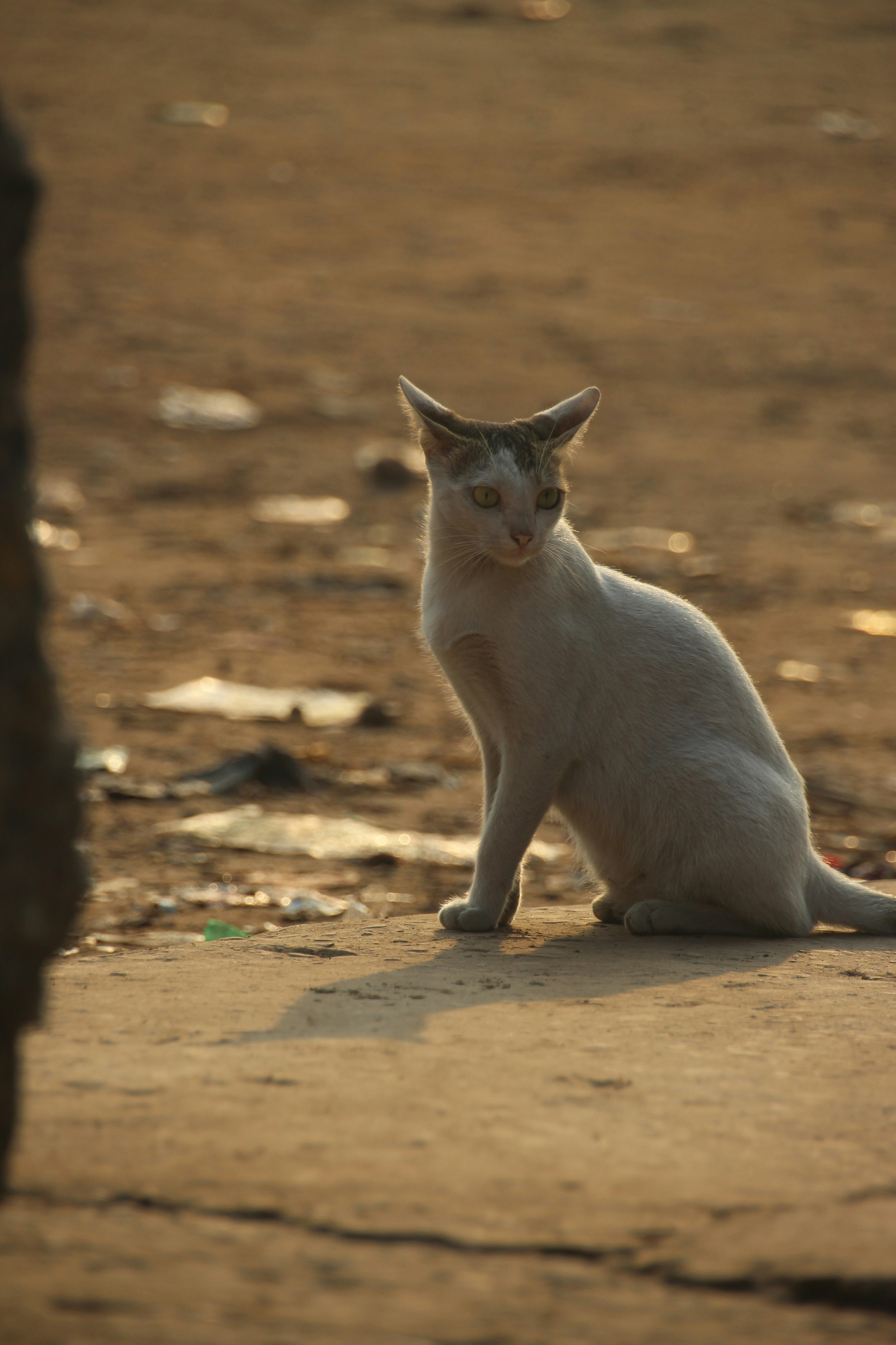 Amber Hour Watcher: A White Cat in Dusty Light