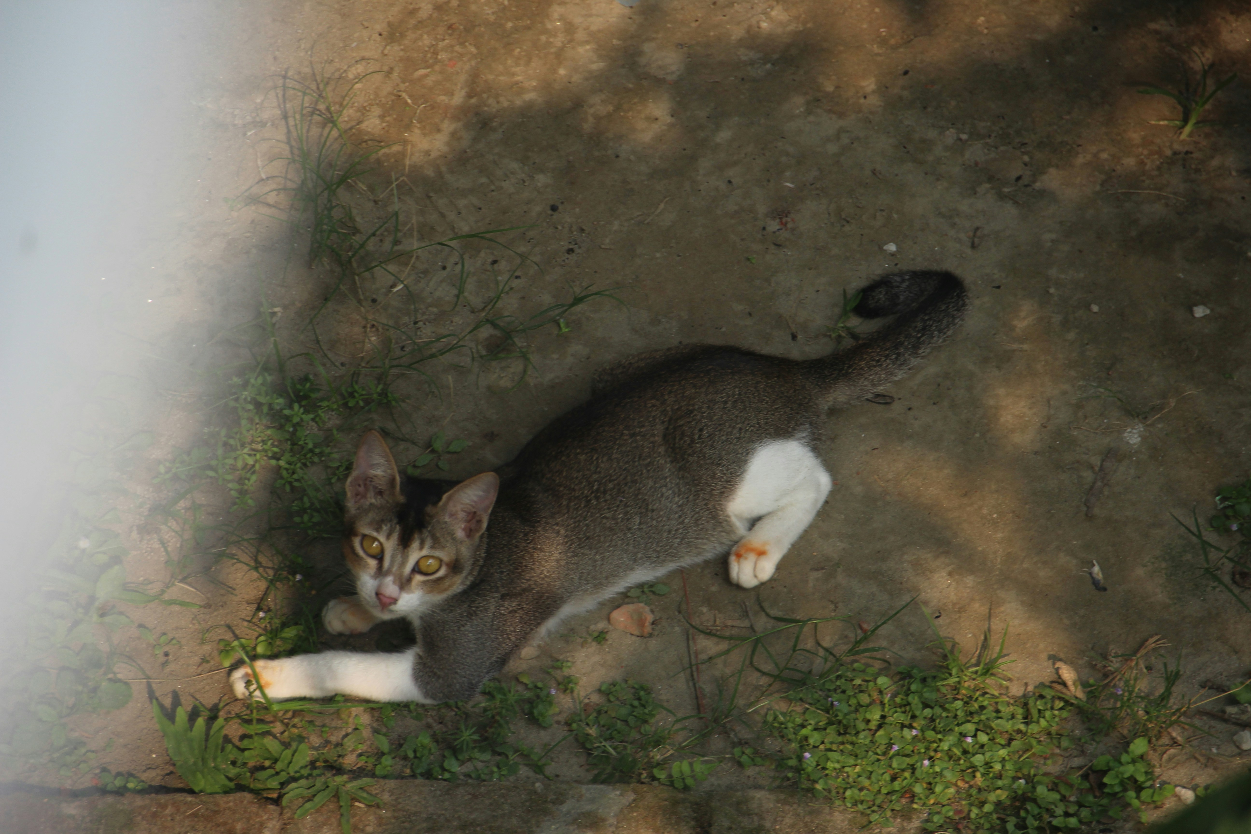 Curled in Shade: A Curious Cat Pauses by the Fence