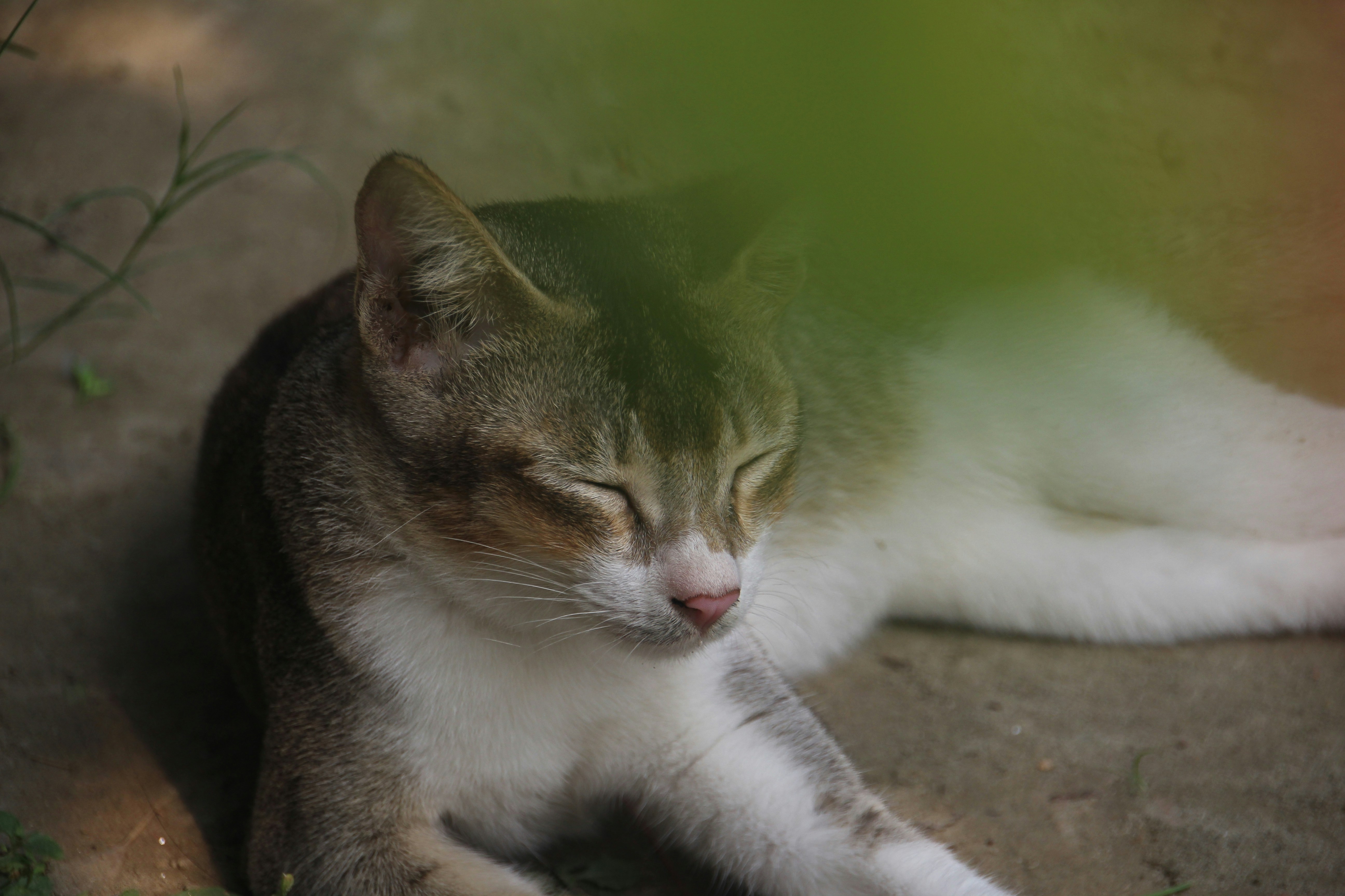 A relaxed cat sleeps peacefully in the sun. photo – Free Cat Image on ...