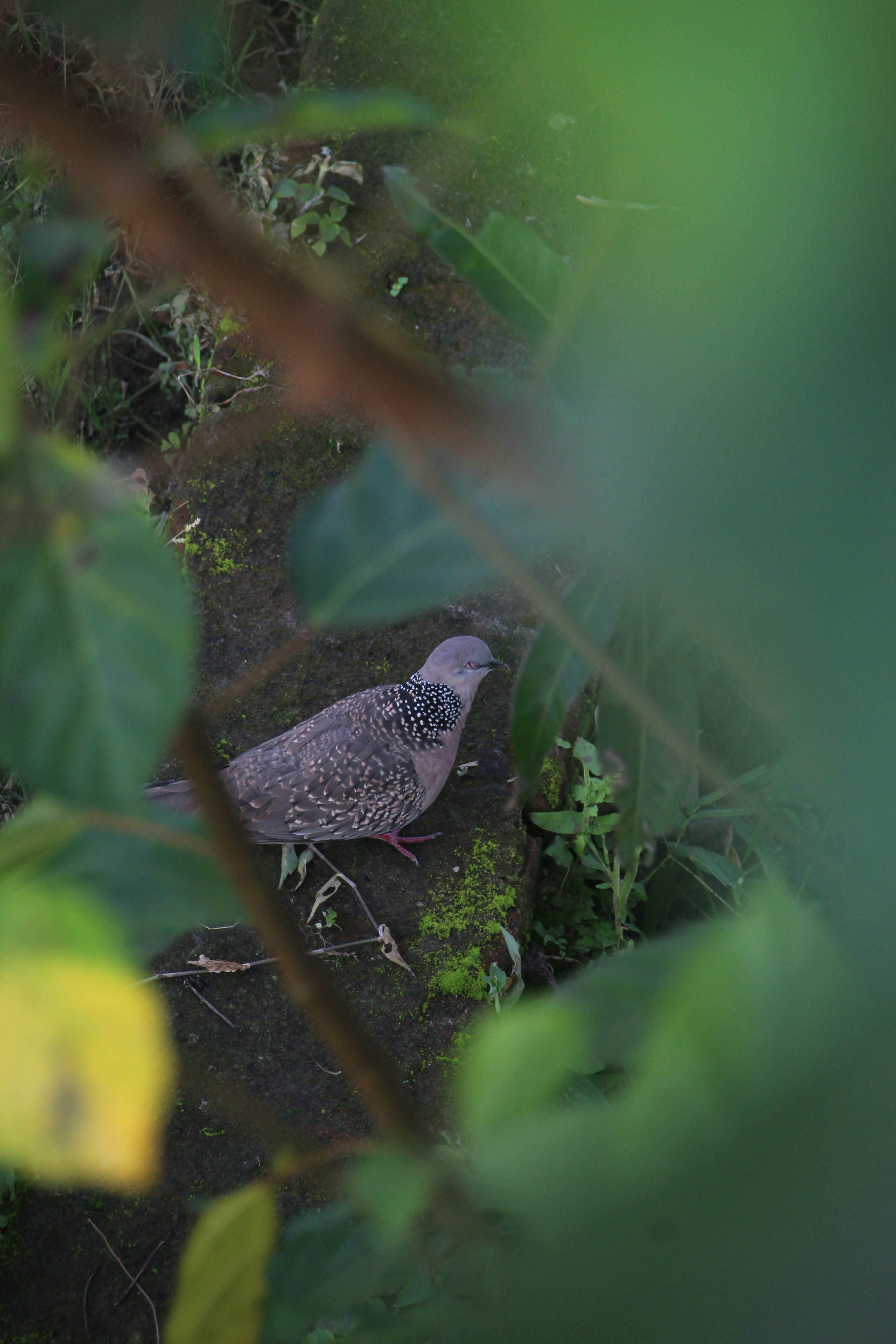 A spotted dove rests among lush foliage.