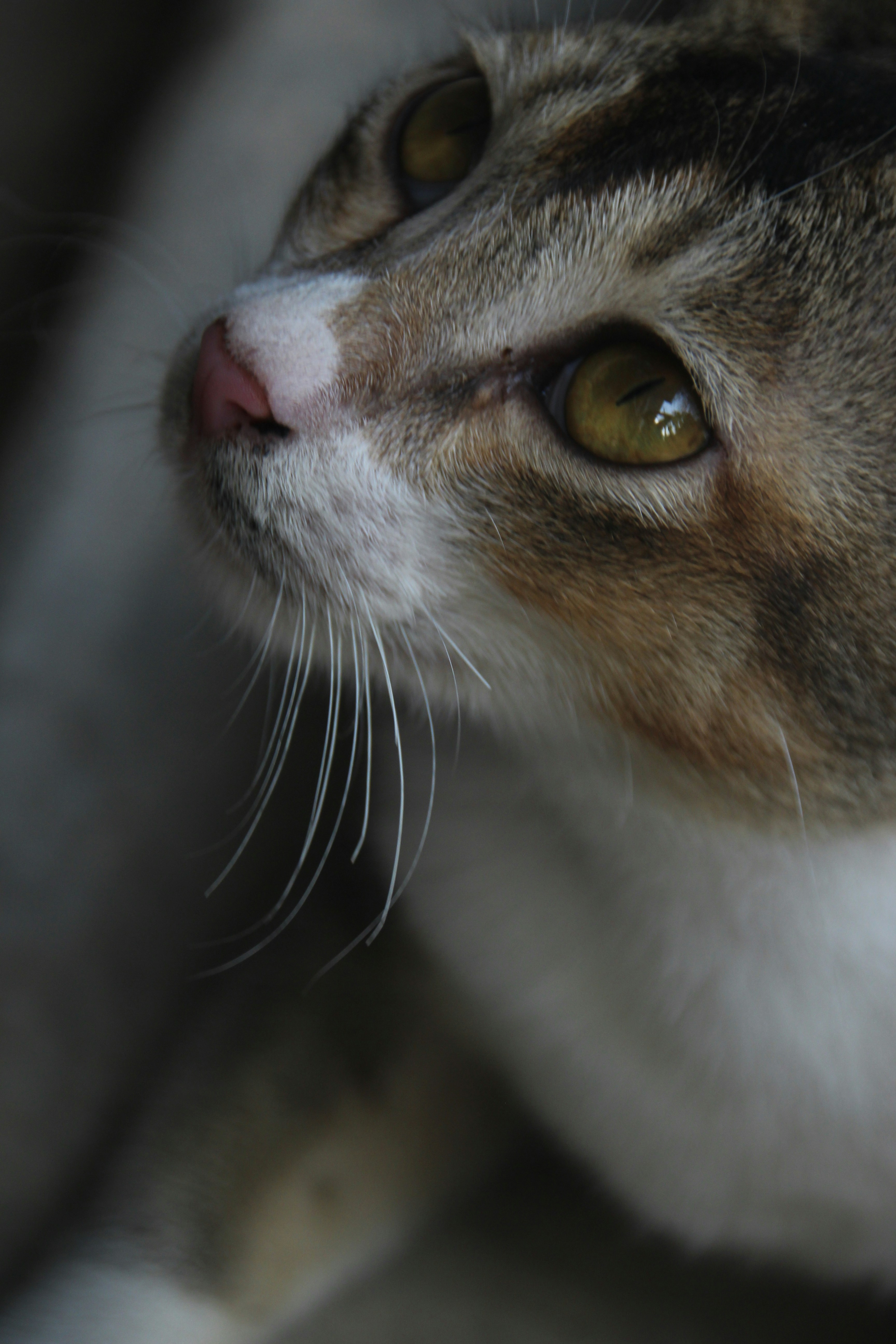 A curious cat gazes upward with intent.