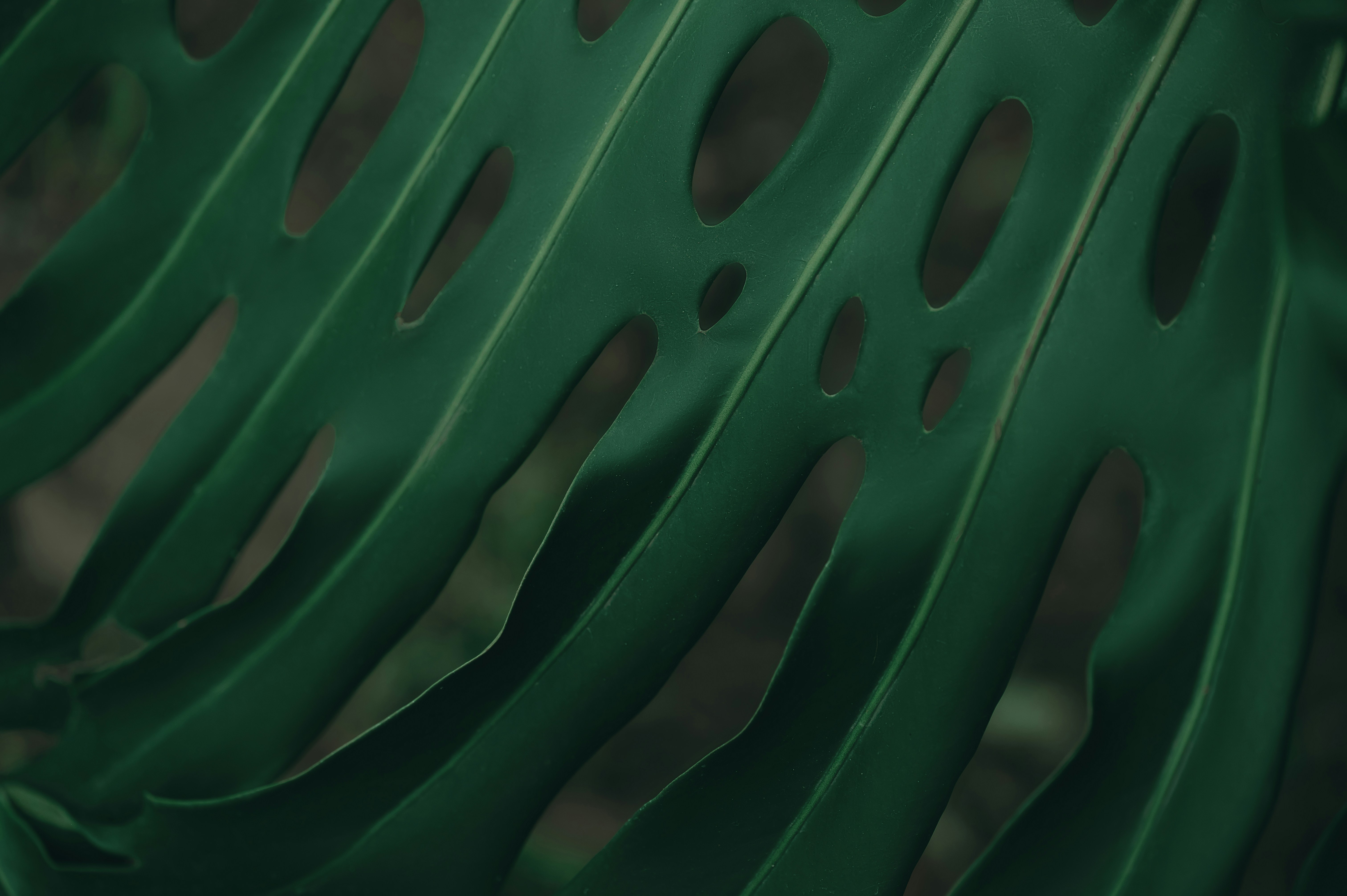 Sample photo from Nikon Z6