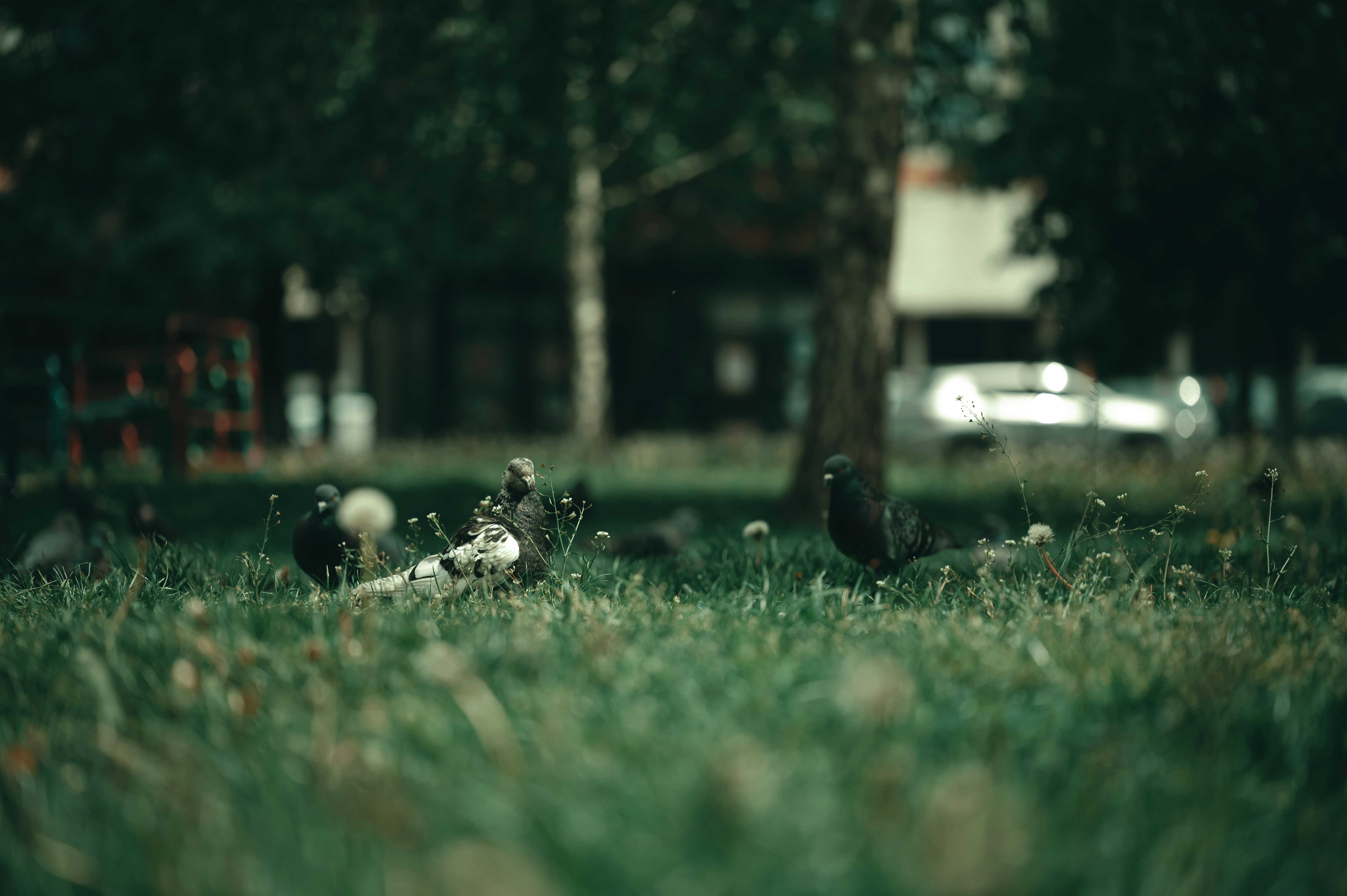 Urban Avian Gathering: A Moment in the Park
