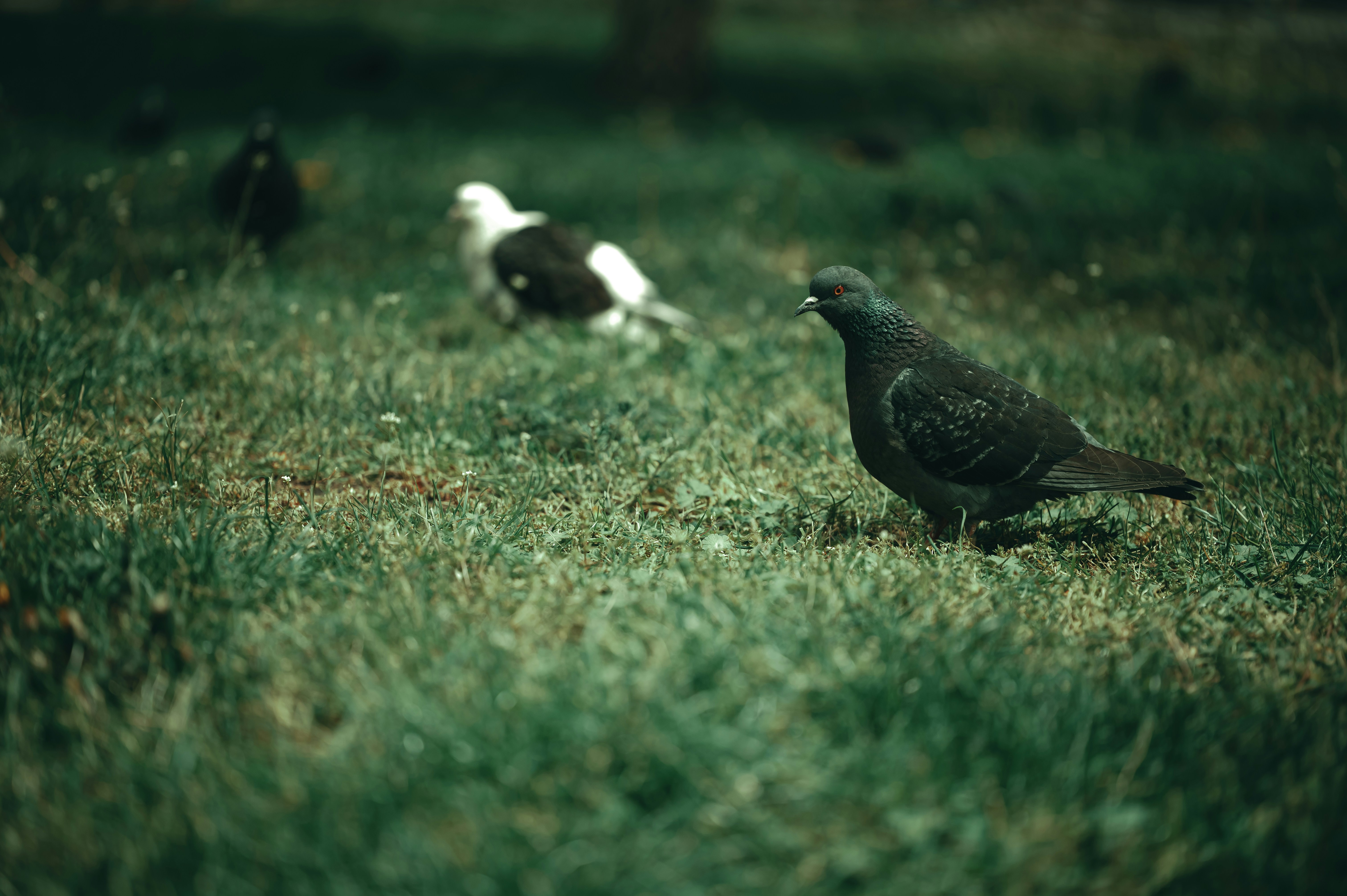 Urban Avian Encounter: A Pigeon’s Perspective