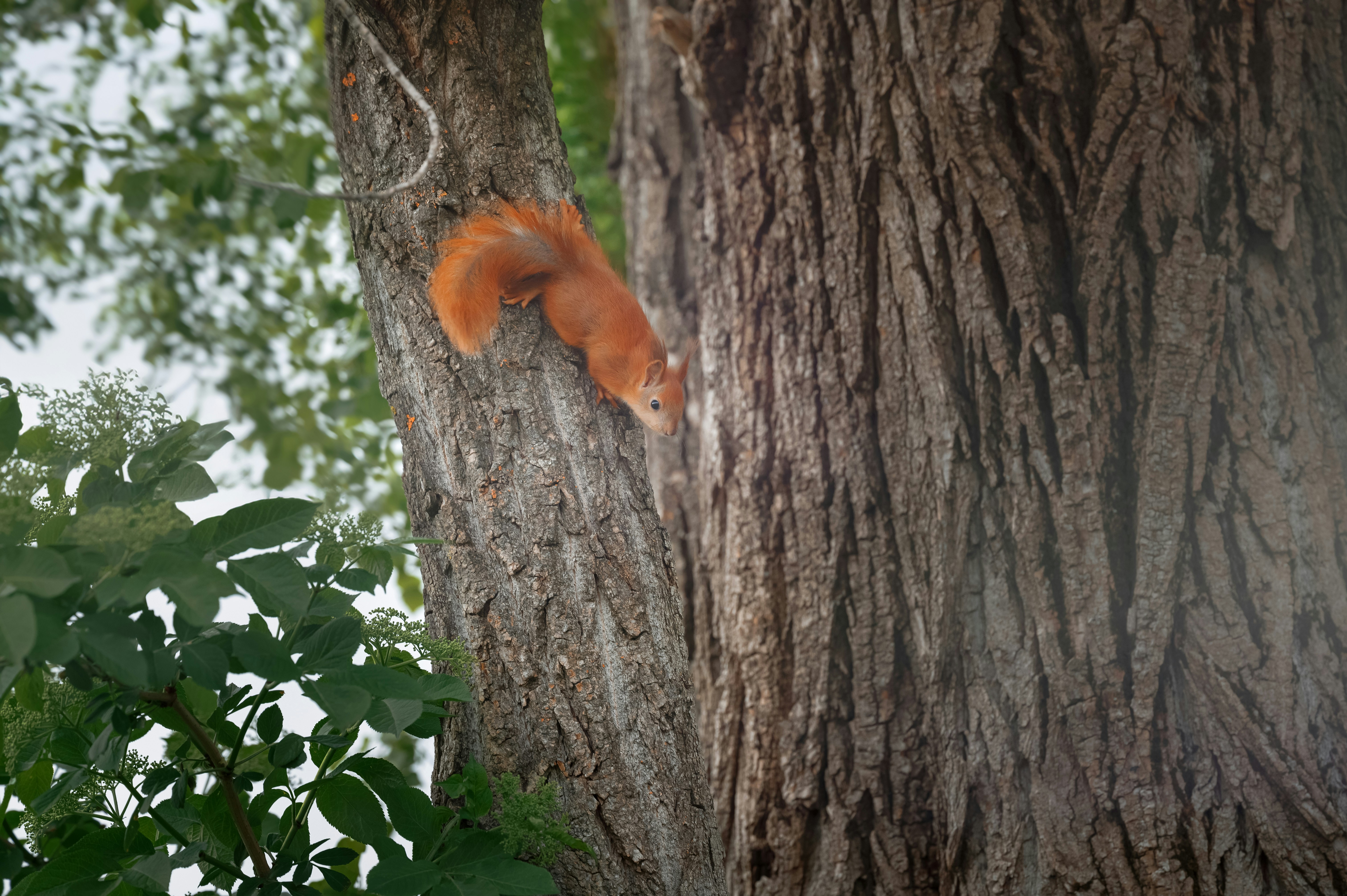 The Agile Acrobat: A Squirrel's Descent