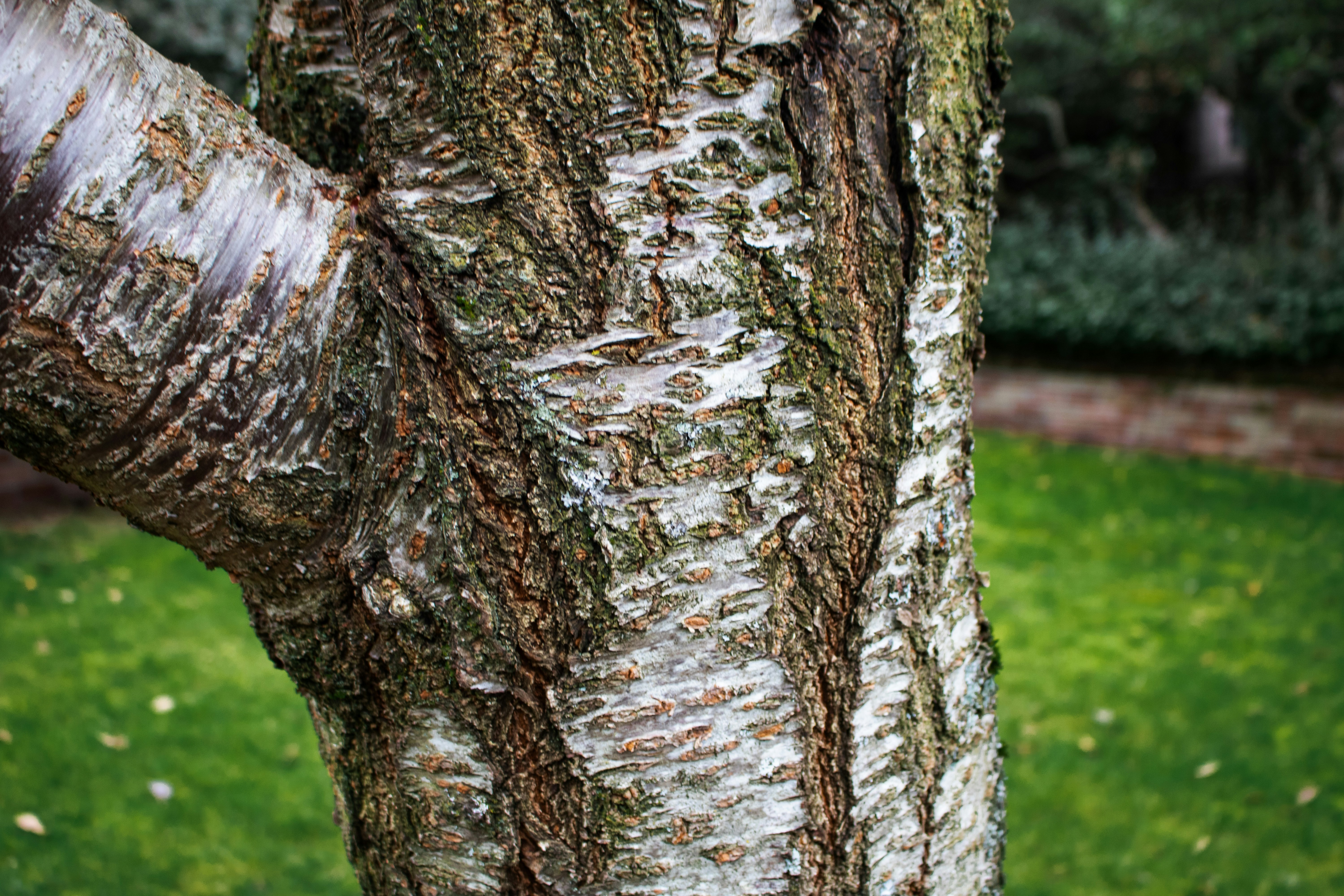 A close-up of white tree bark with visible wear, surface chips, and natural irregularities | The bark of a tree is textured.