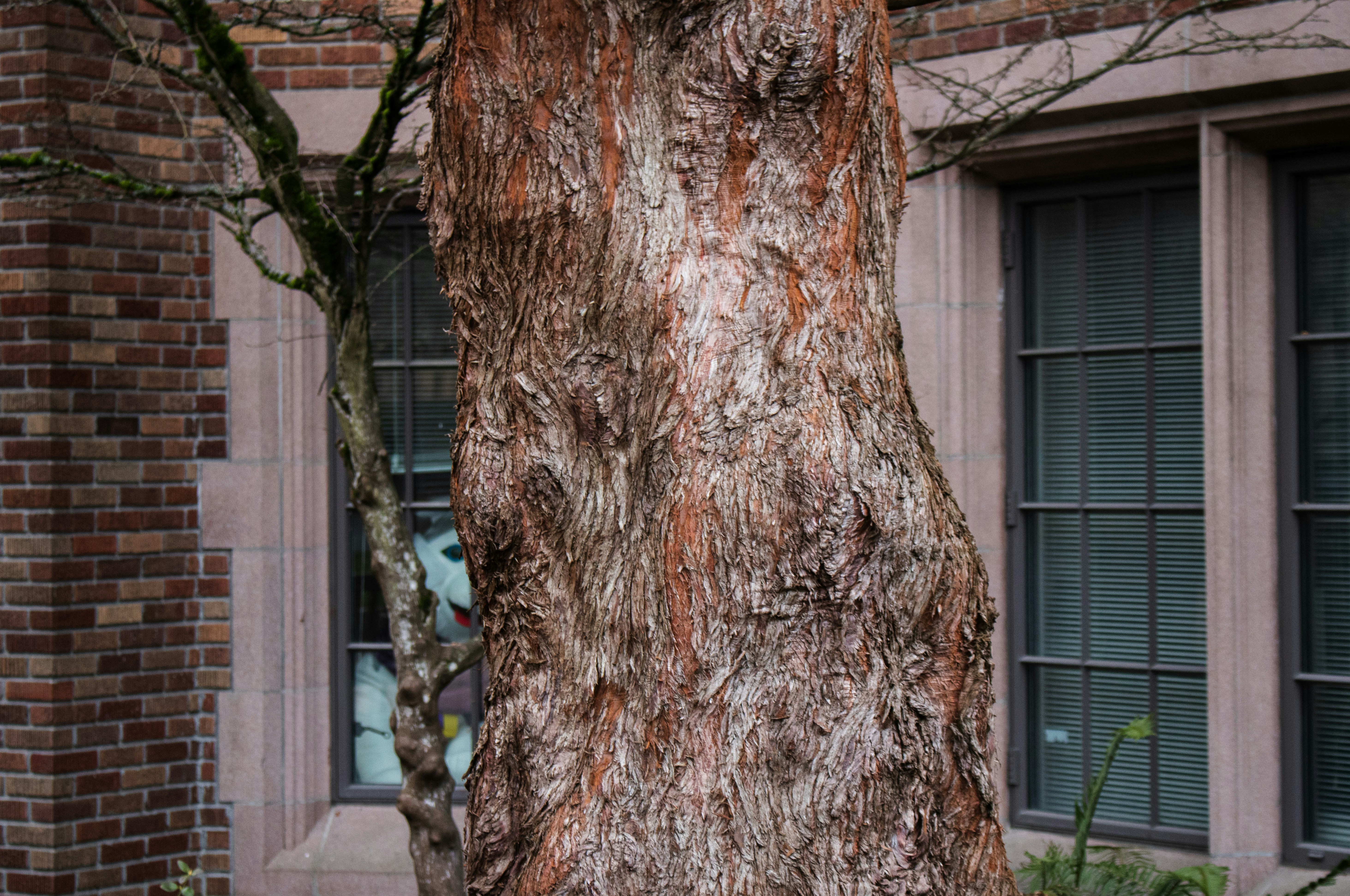 Gnarled Urban Sentinel Framed by Brick Facade