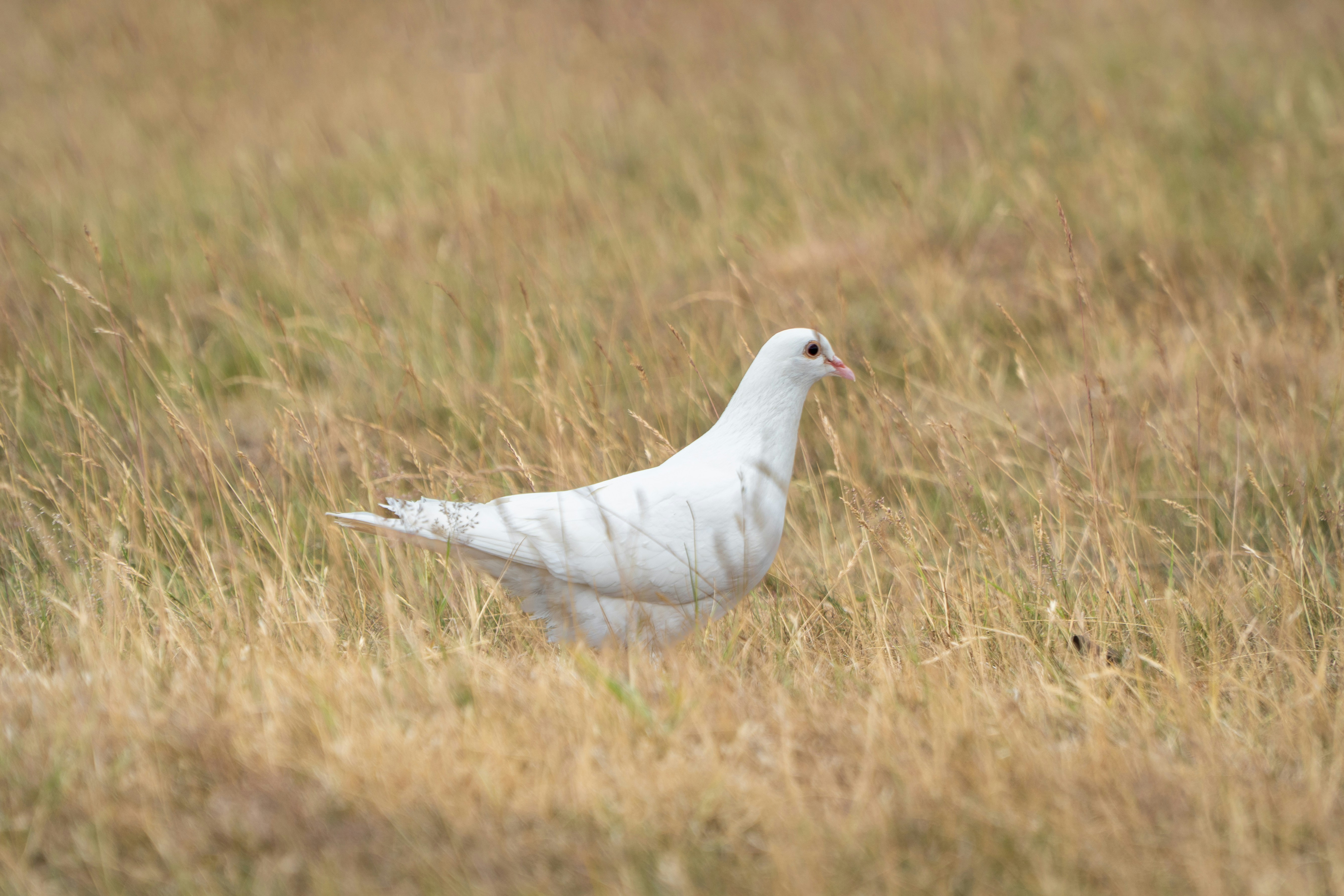 A white dove walks through grassy fields.