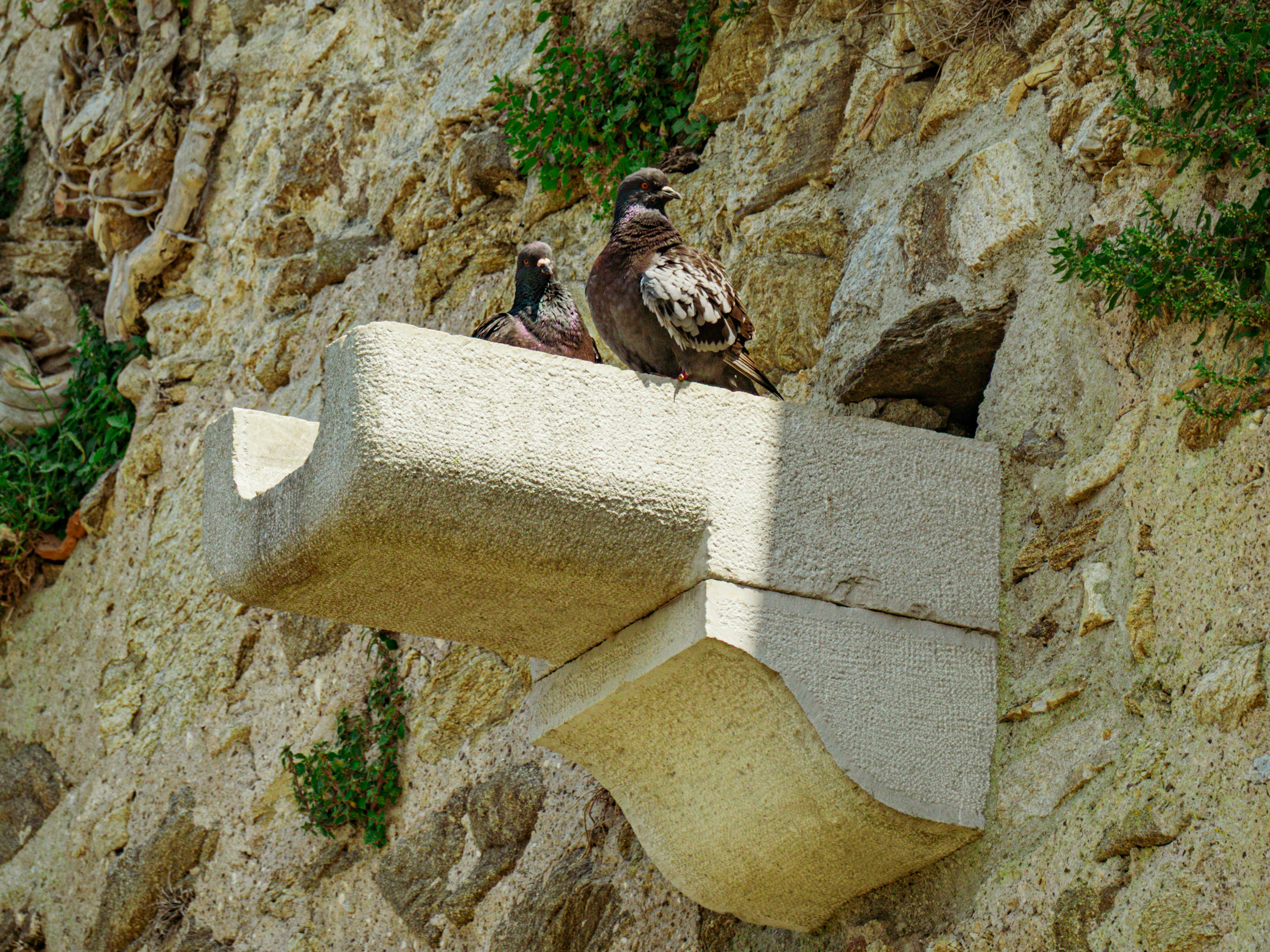 Urban Nesting: A Moment of Serenity