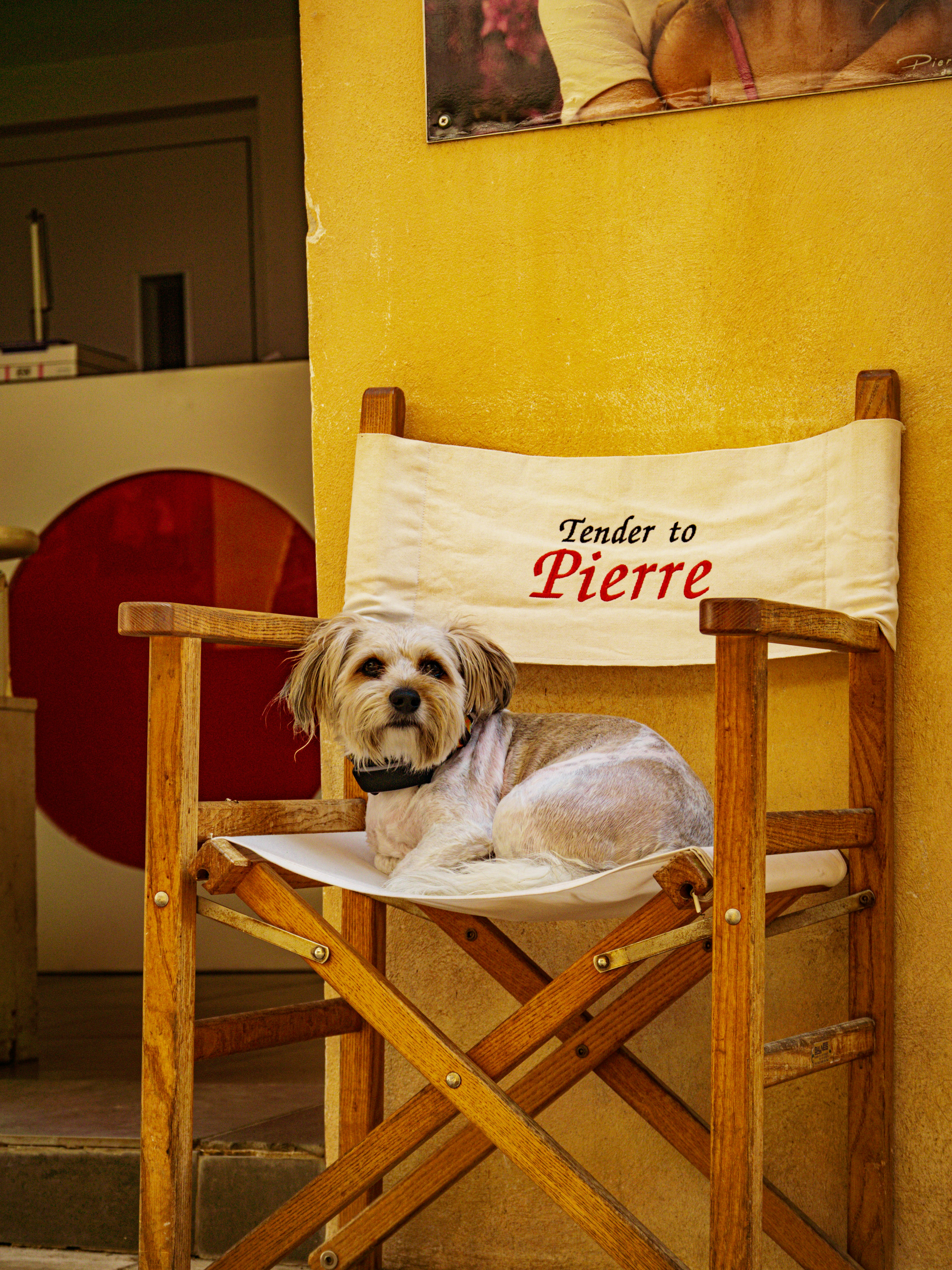 Charming Terrace: A Relaxed Pup in a Sunlit Chair