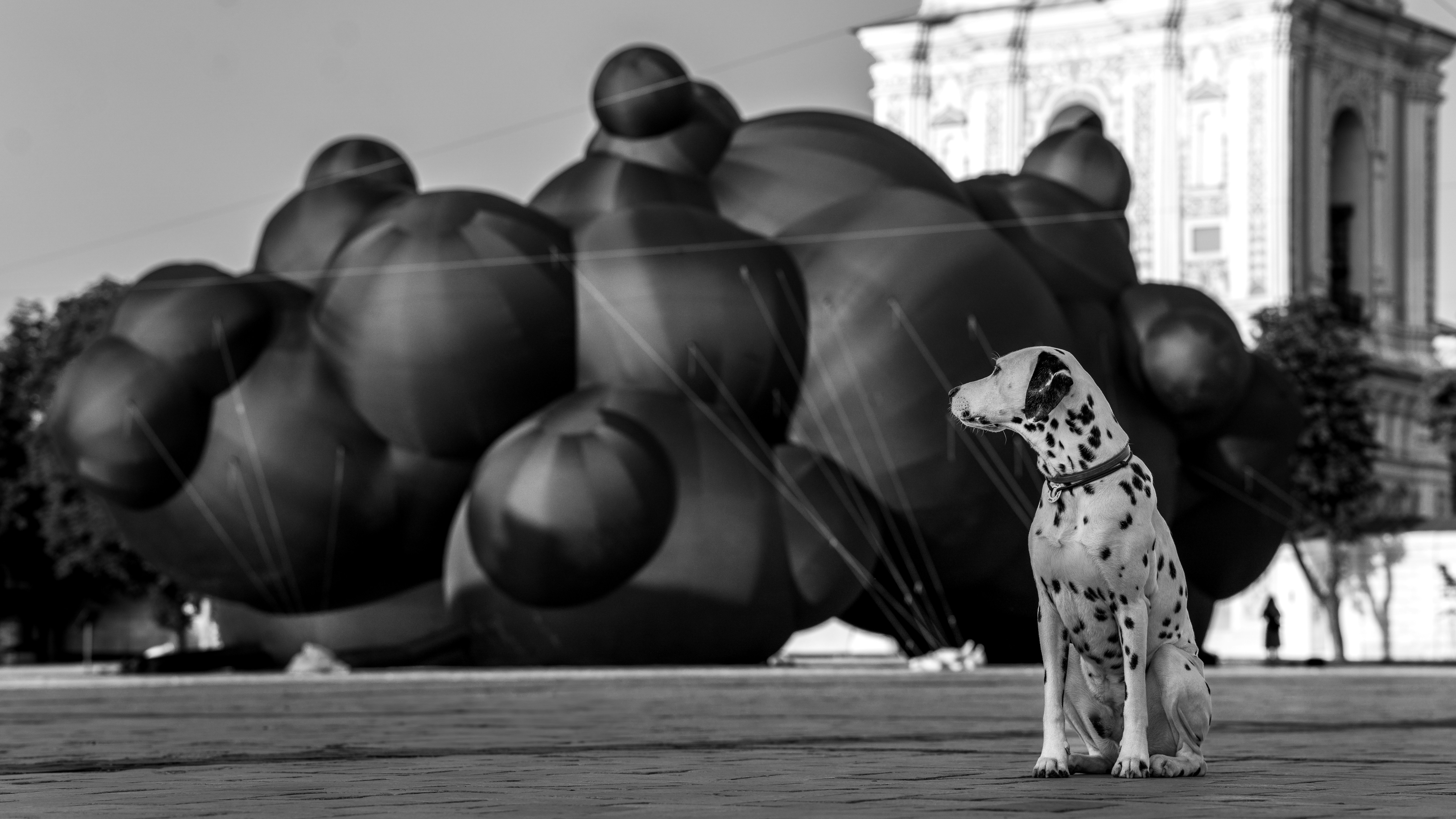 Dalmatian Beneath a Balloonscape on a Monumental Plaza