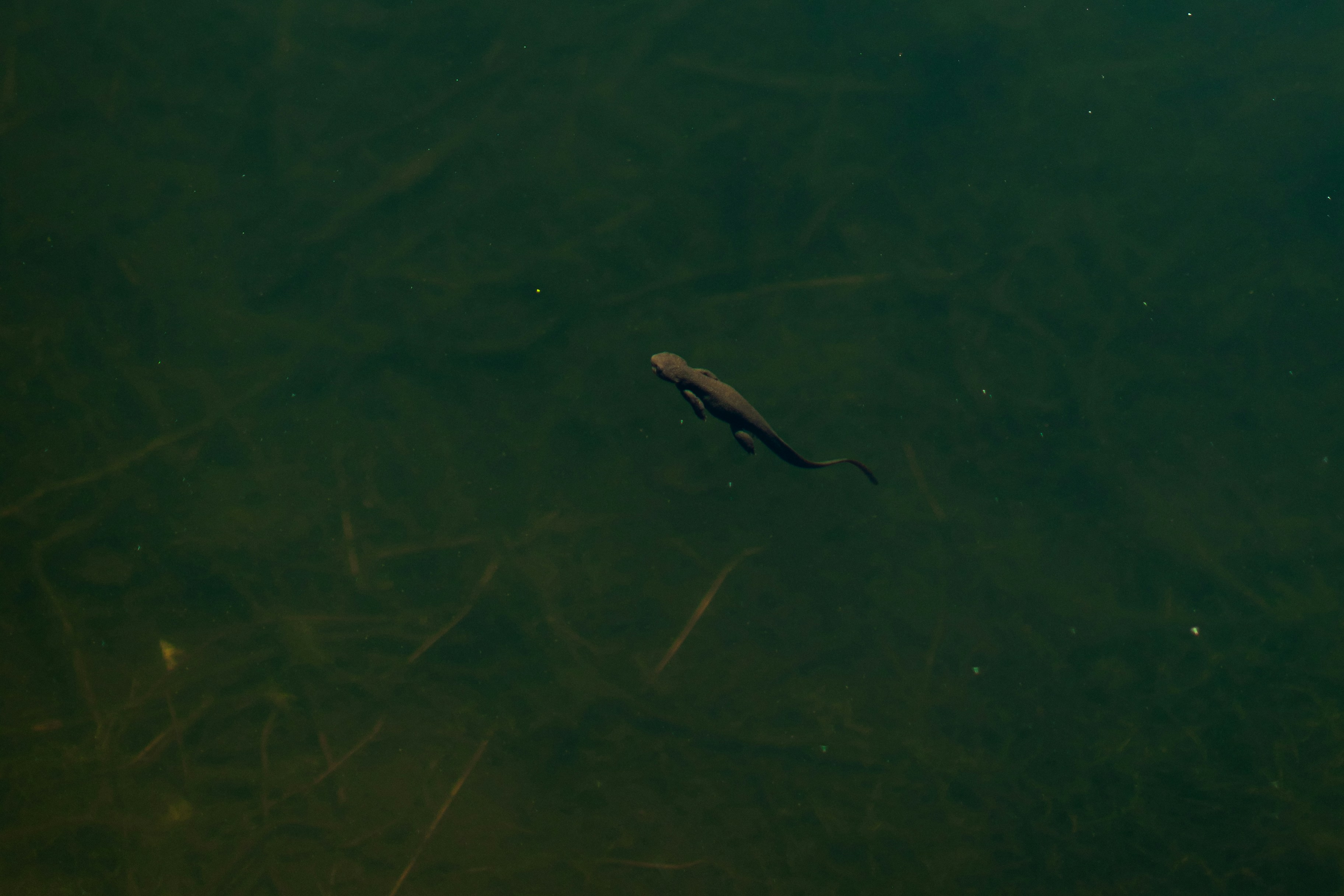 A small fish swims in murky water. photo – Free Outdoor Image on Unsplash