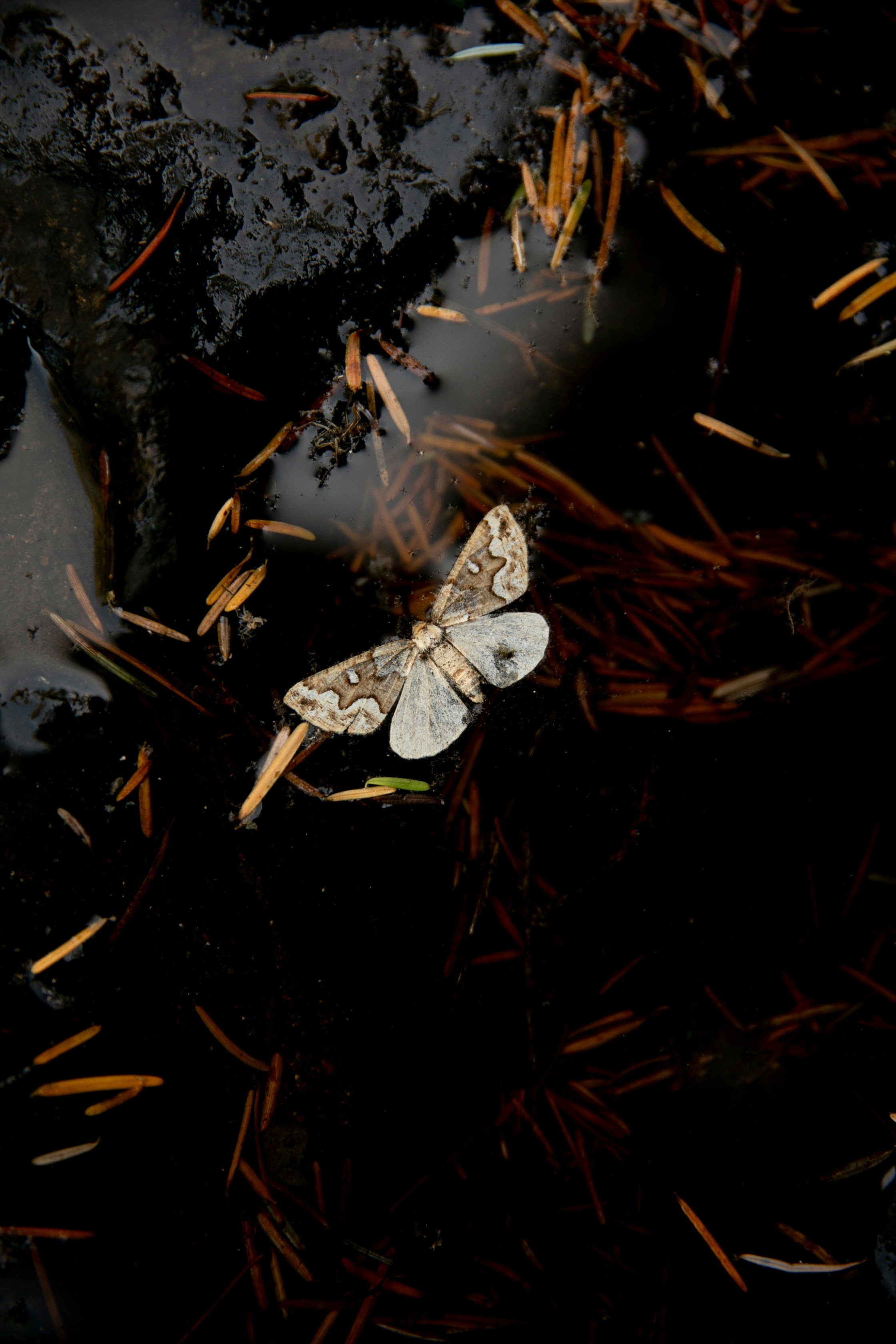 Whispers of Nature: A Butterfly's Rest