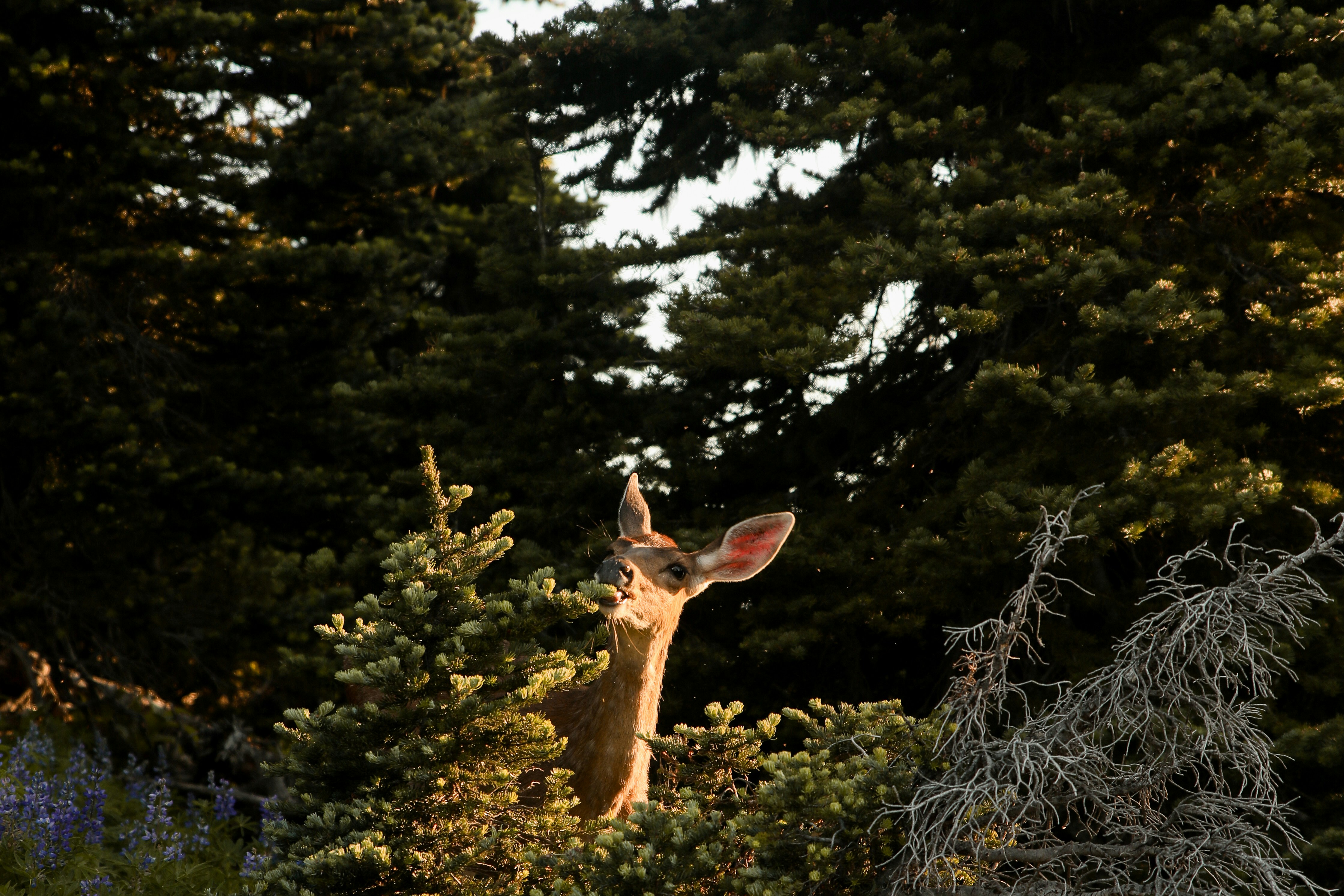 Whispers of the Forest: A Deer’s Glimpse