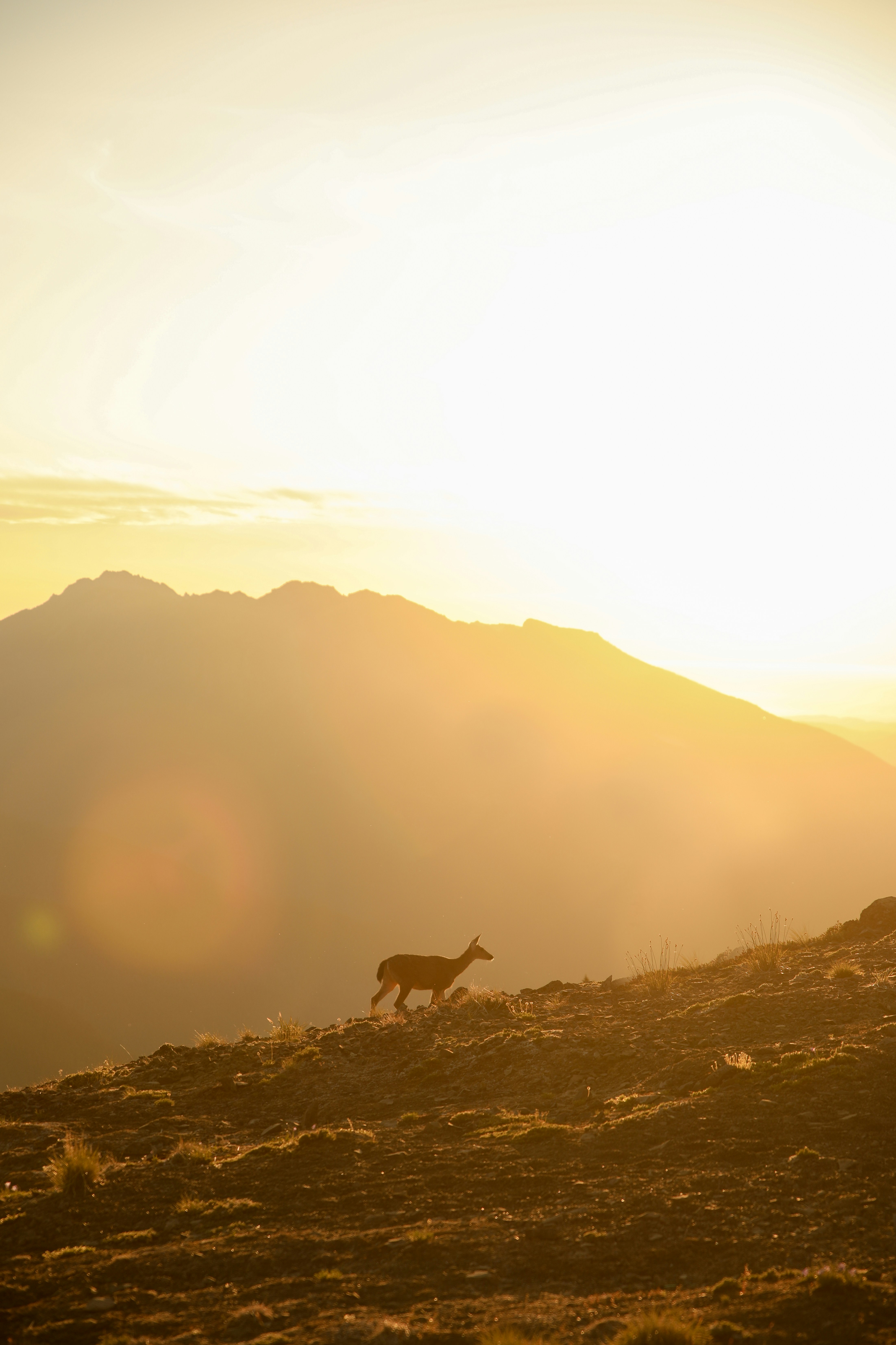 A deer walks on the hillside during sunset.