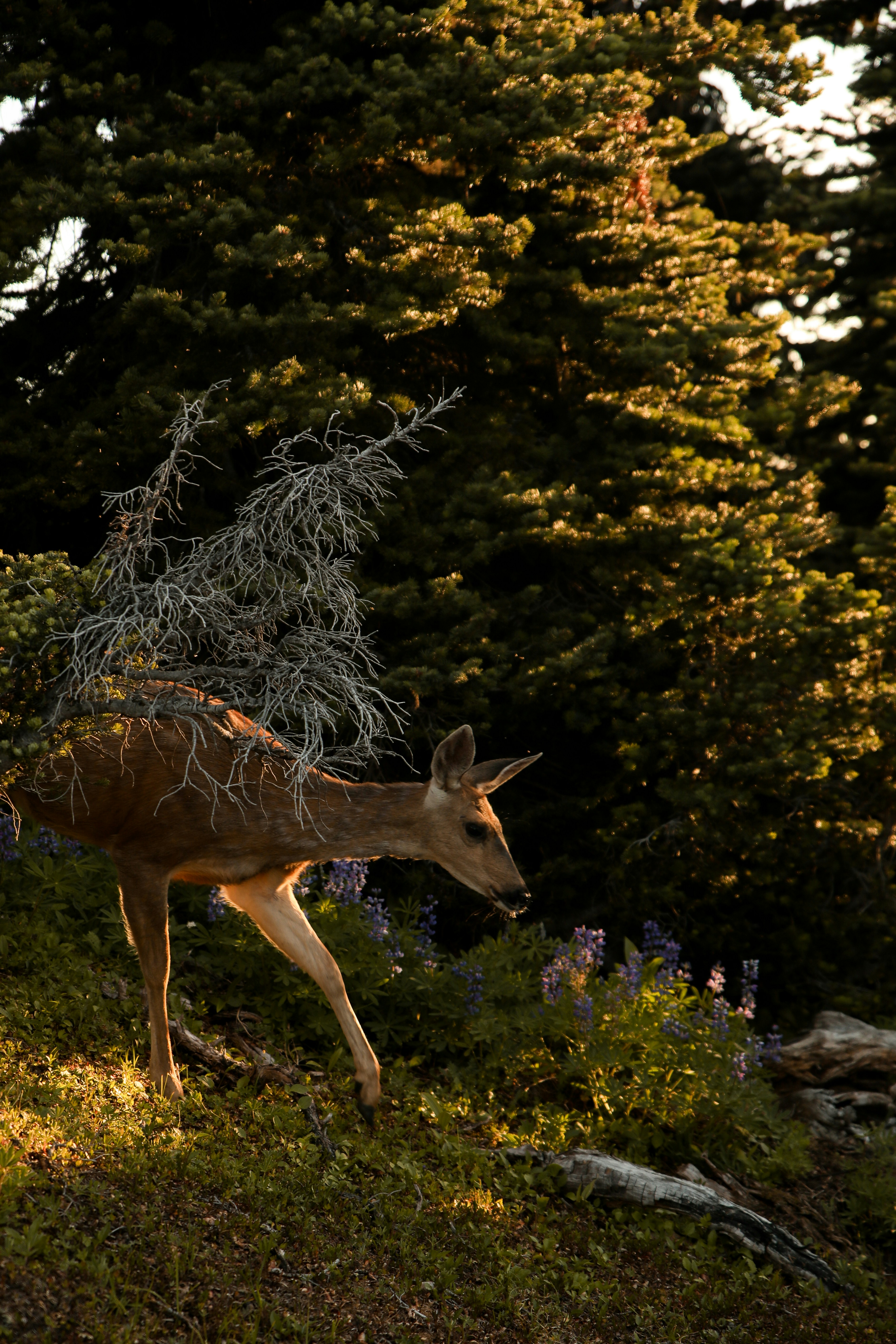 Lone Deer in a Sunlit Pine Understory