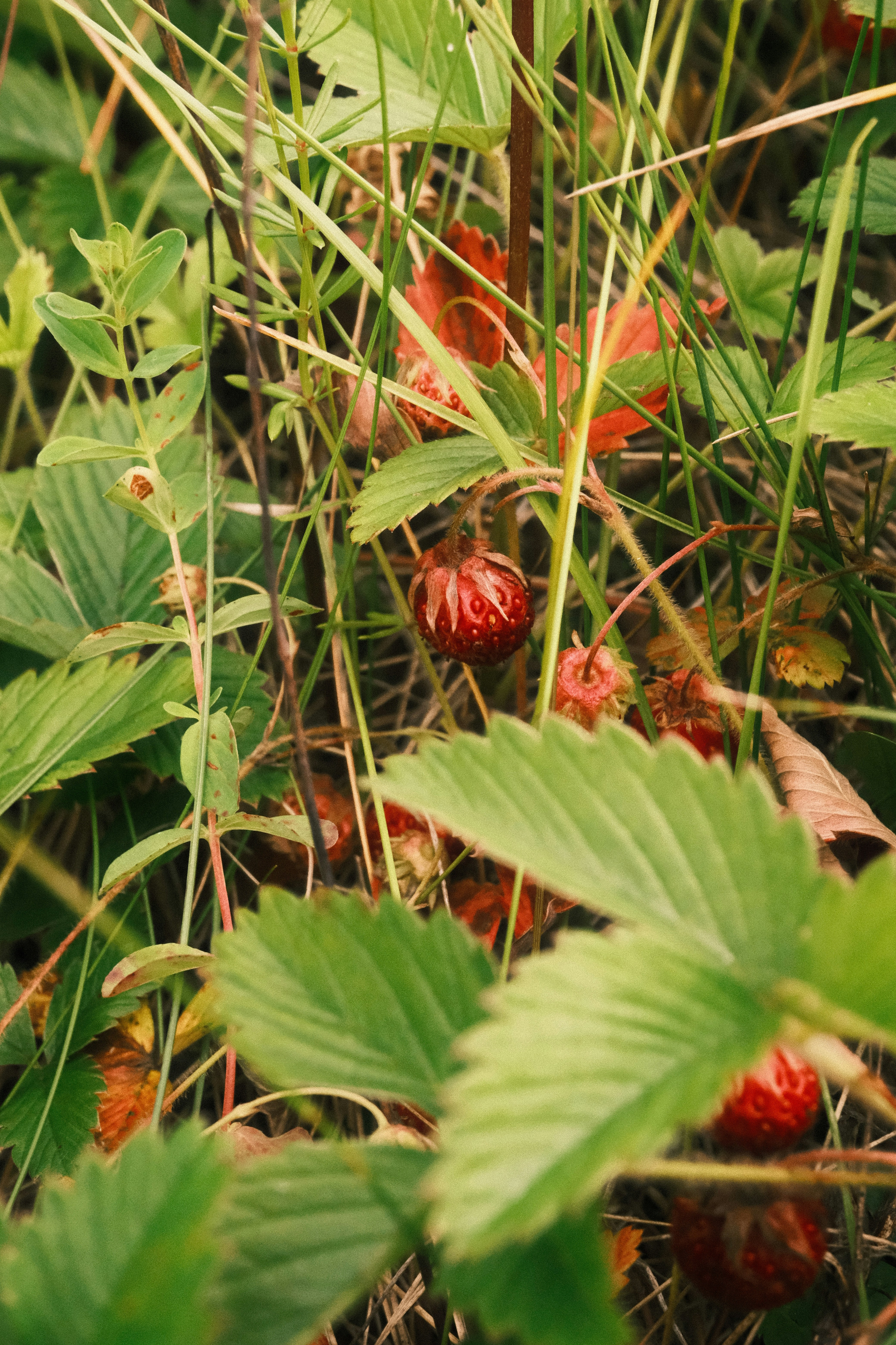 Photo by Tatiana Rudneva with Fujifilm X-T30 II